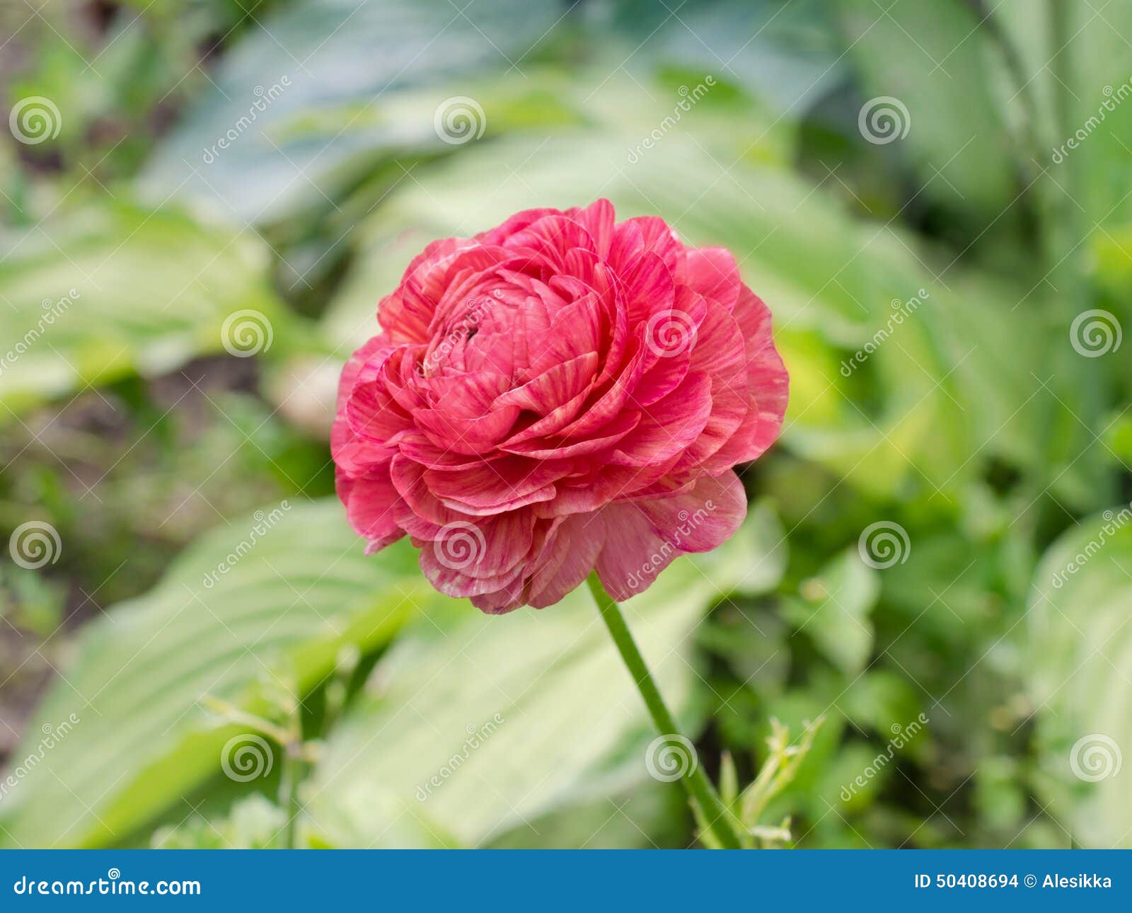Pink Single Ranunculus Flower Stock Photo - Image of nature, flower ...