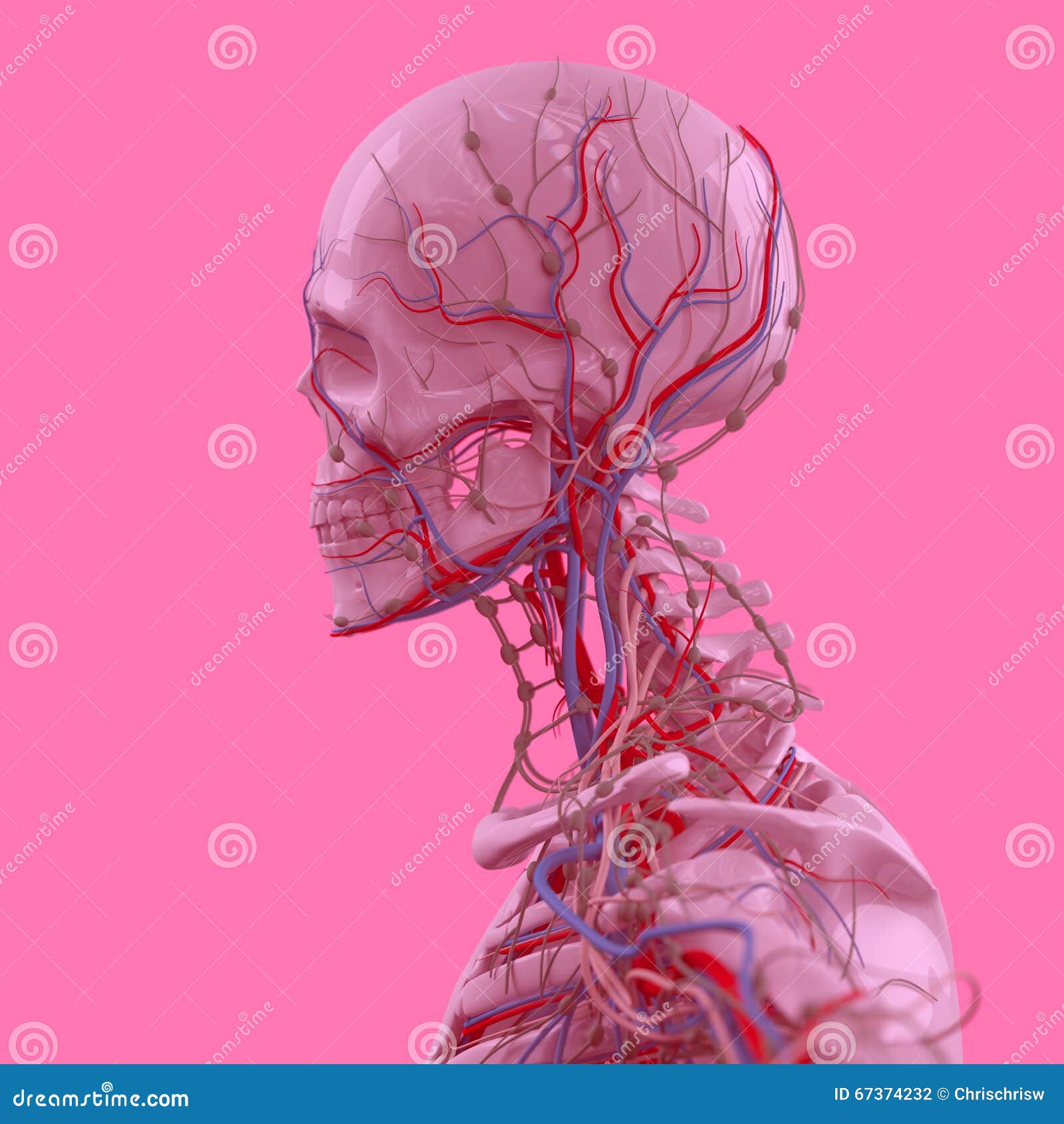 Pink Skeleton Leaf Texture Background For Design Projects, Nature ...