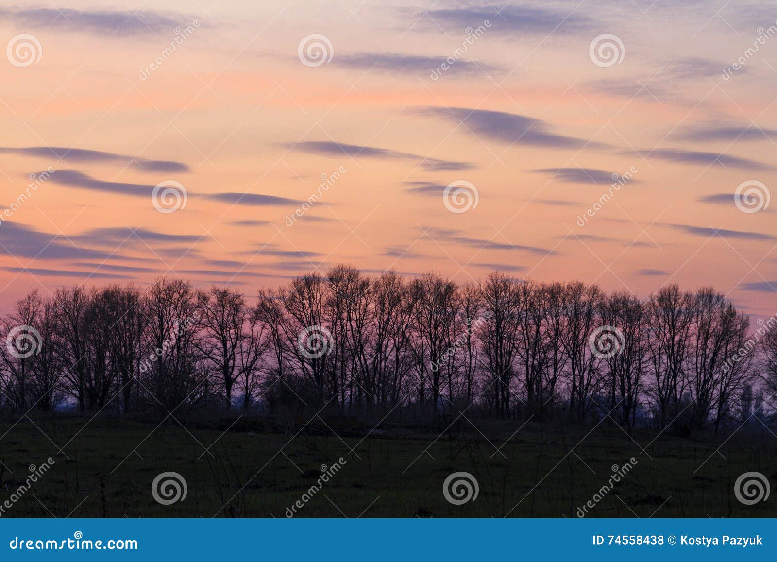 Pink sky and dry tree stock photo. Image of dusk, pink - 74558438