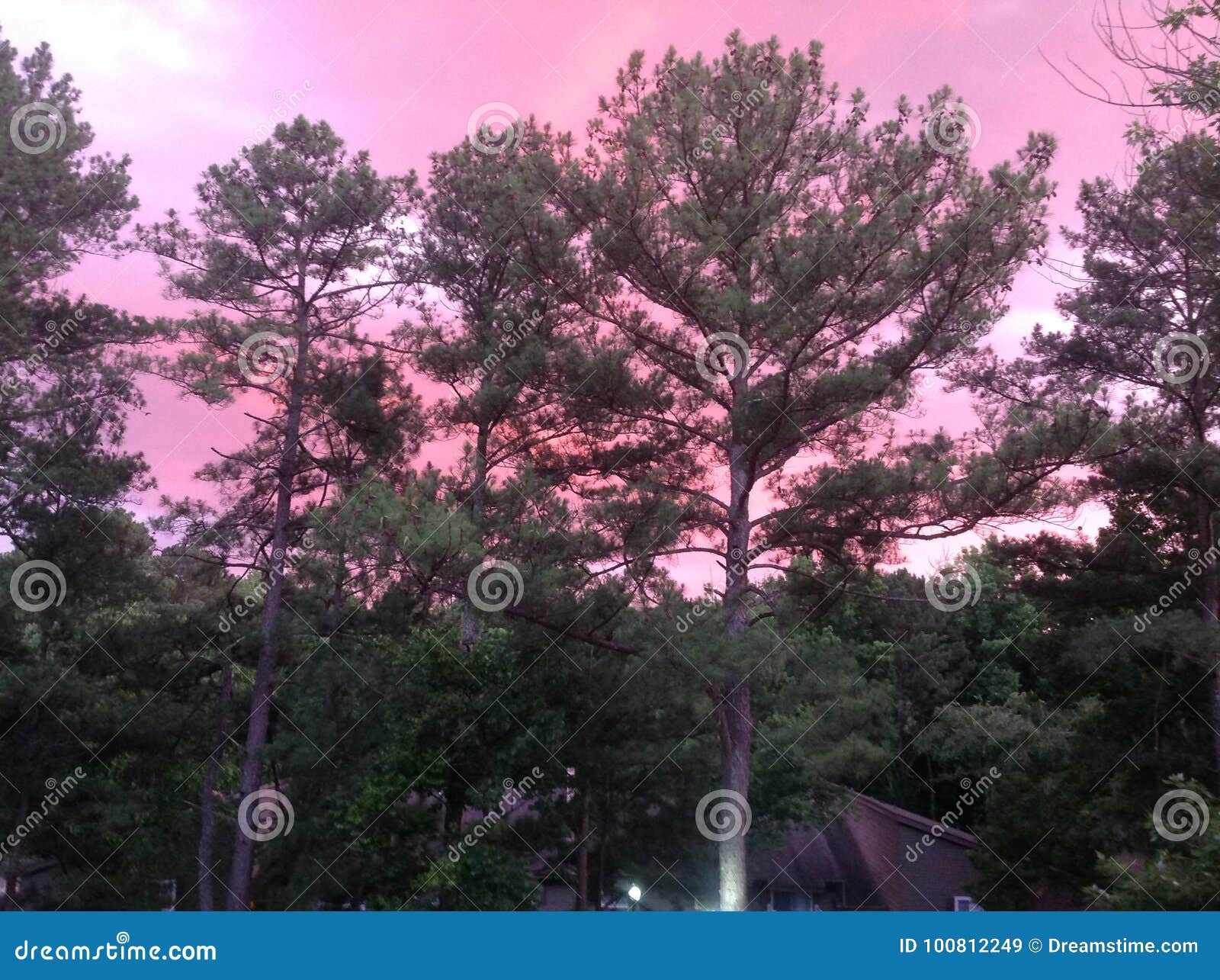 Pink sky stock image. Image of pink, rbol, sunset, rosado - 100812249