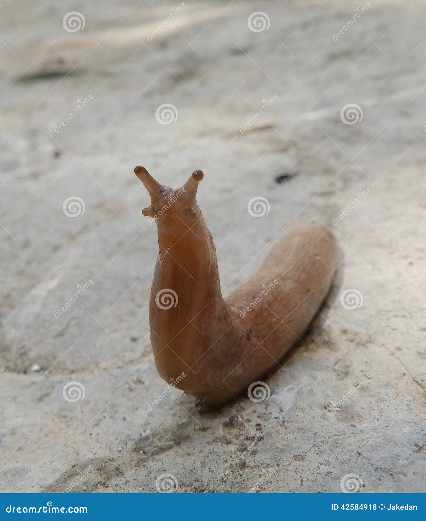 Pink Slug Cement Stock Photos - Free & Royalty-Free Stock Photos from ...