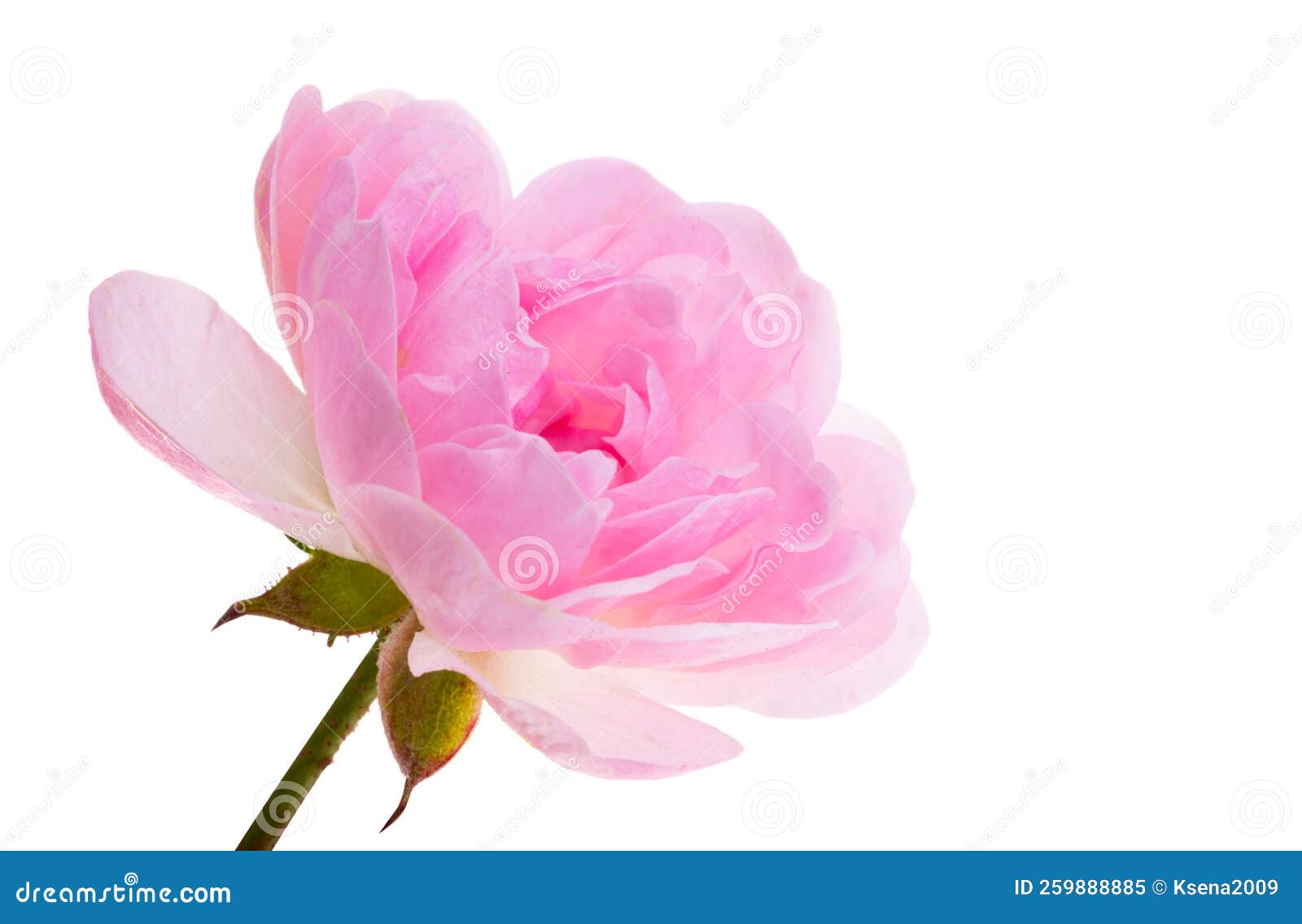 Pink small rose isolated stock image. Image of frame - 259888885