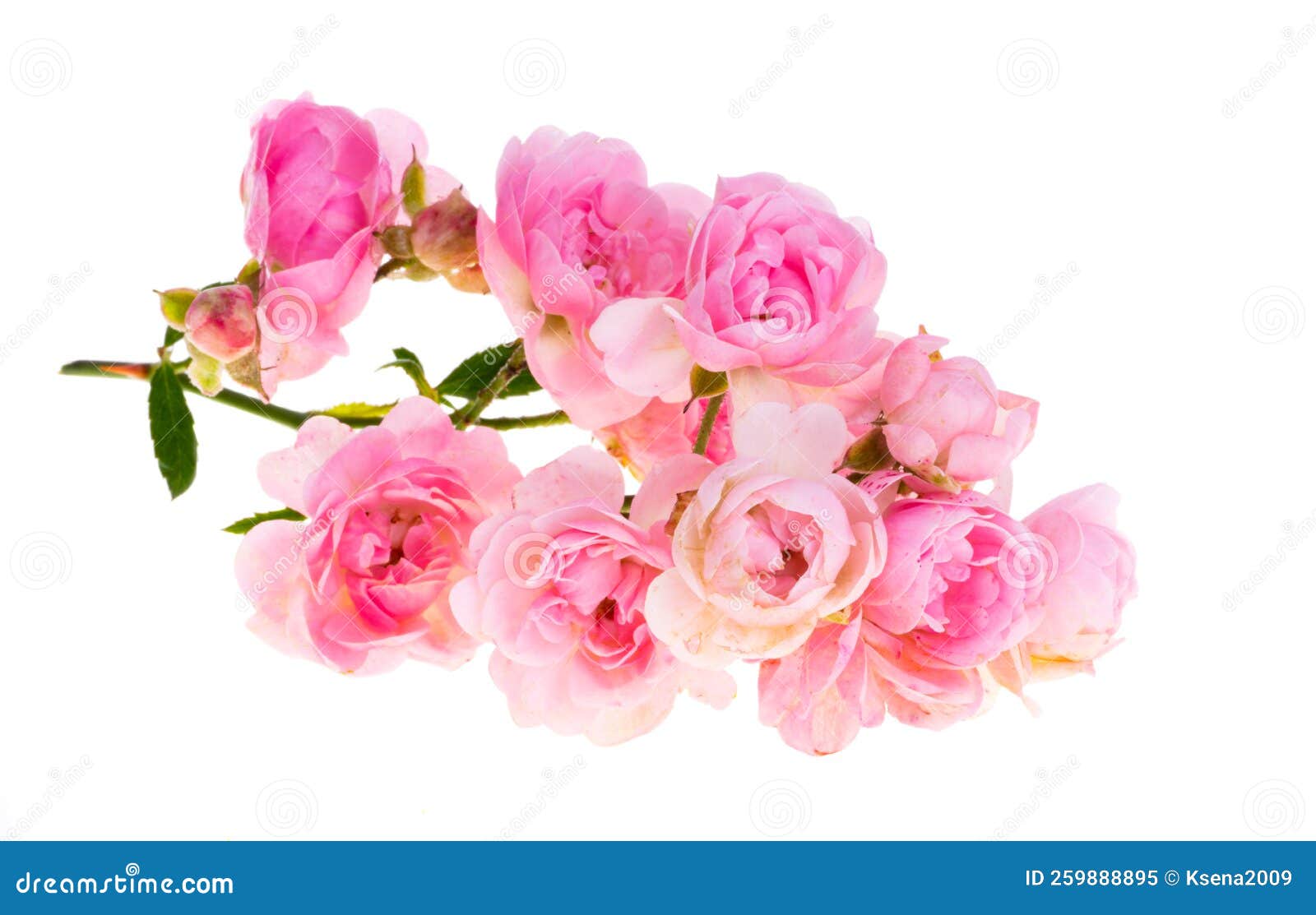 Pink small rose isolated stock image. Image of valentine - 259888895