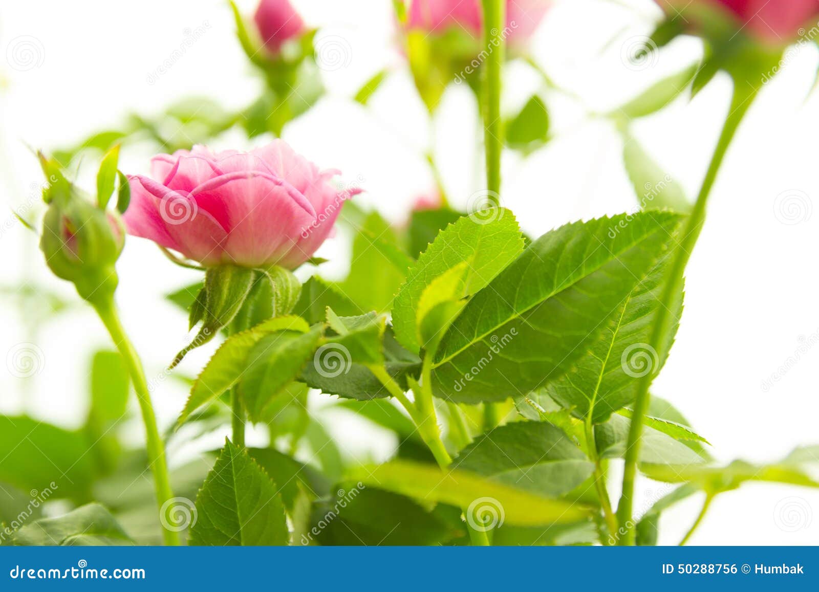 Pink small roses stock photo. Image of nature, closeup - 50288756