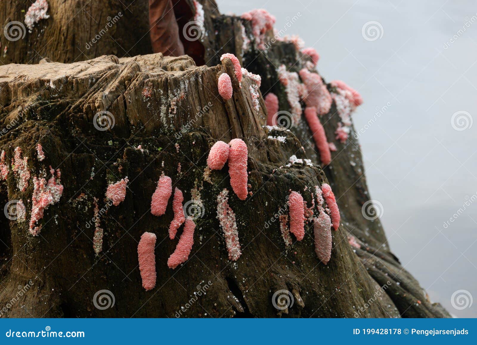 Pink snail / conch eggs stock photo. Image of closeup - 199428178
