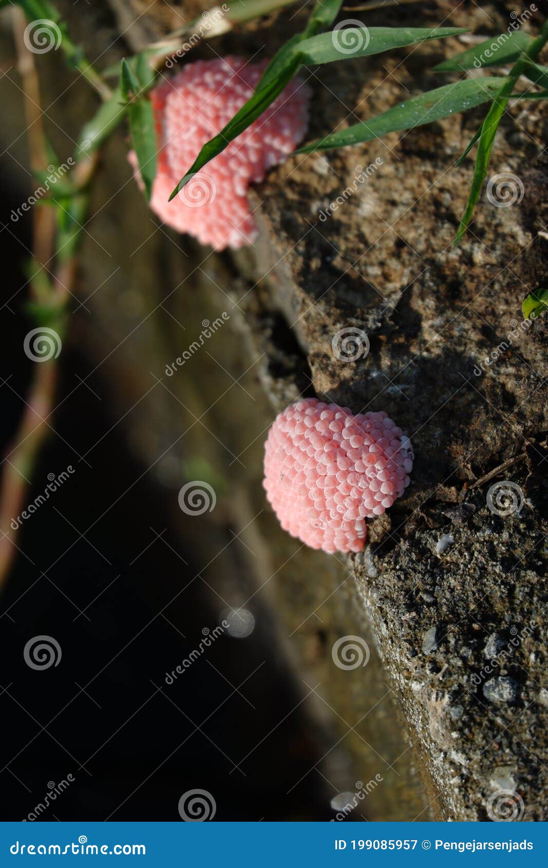 Pink Snail / Conch Eggs Royalty-Free Stock Image | CartoonDealer.com ...