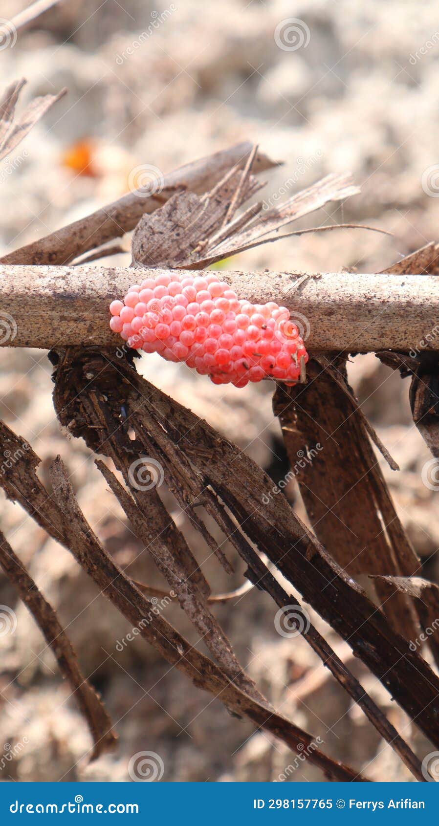 Pink Snail / Conch Eggs Royalty-Free Stock Image | CartoonDealer.com ...