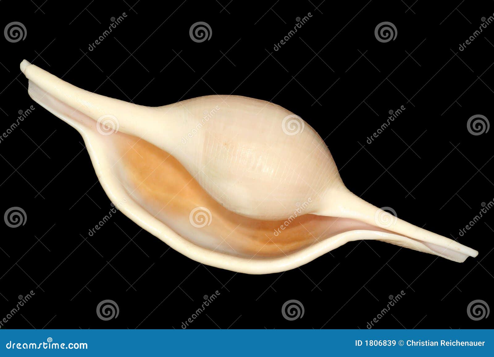 Pink Snail Shell on Black Background Stock Image - Image of water ...