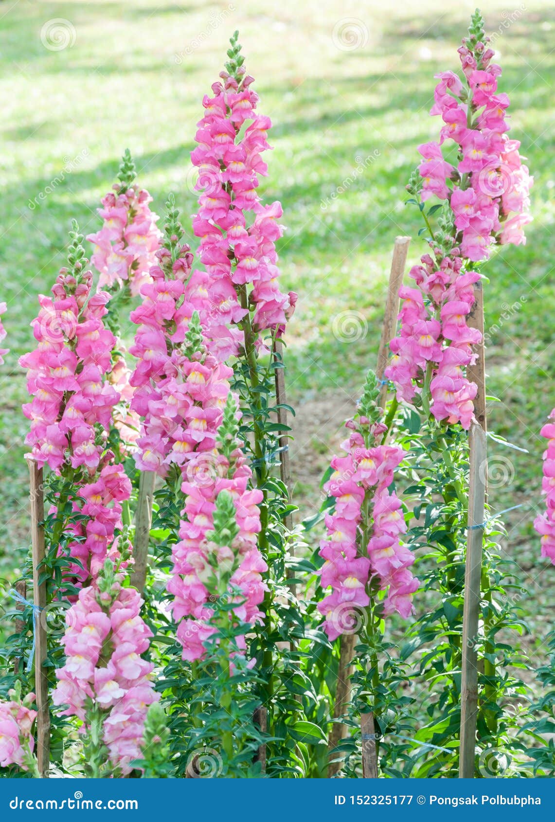 Pink snapdragon flower stock image. Image of detail - 152325177
