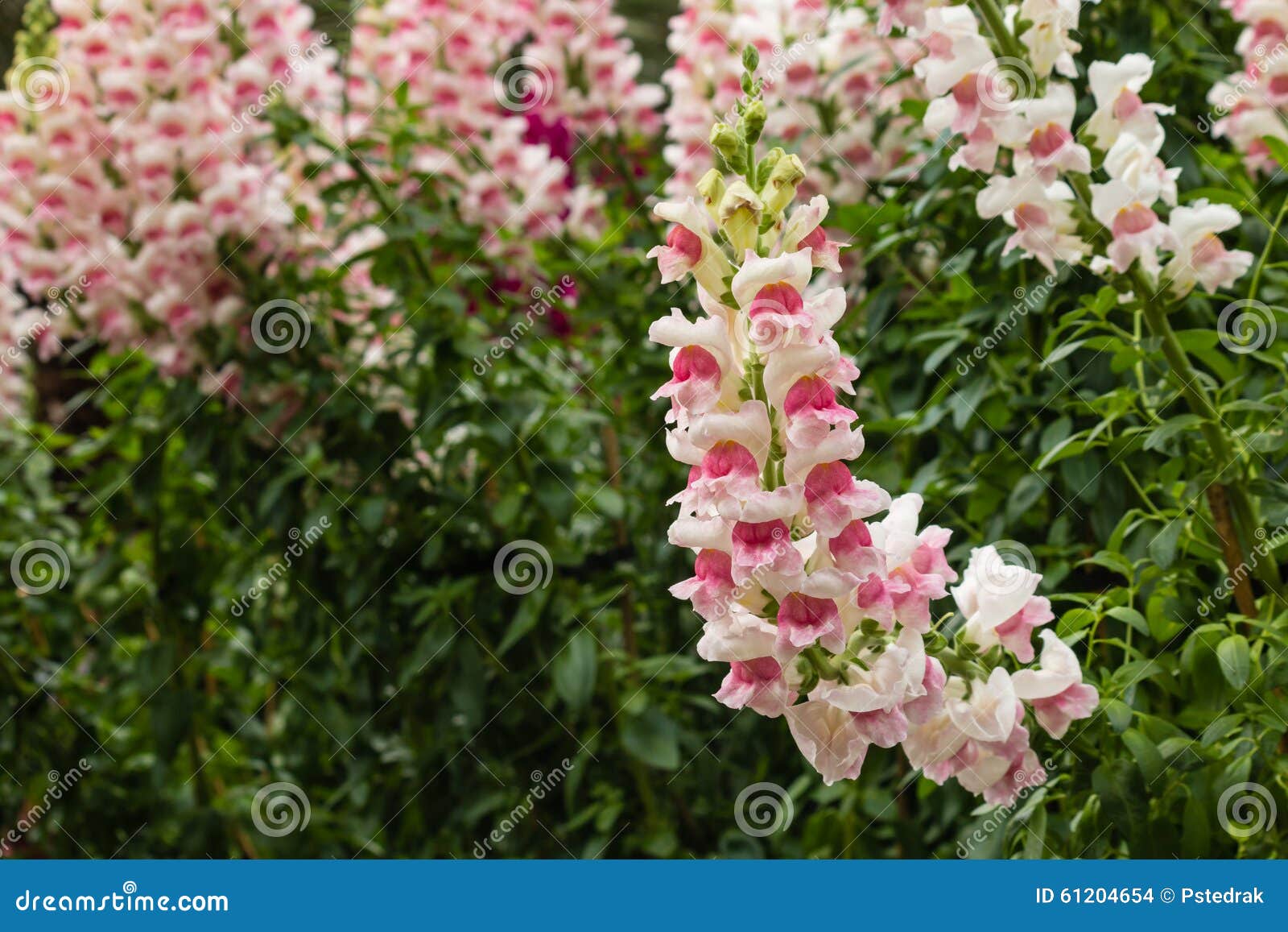 Pink Snapdragon Flowers in Bloom Stock Photo - Image of decorative ...