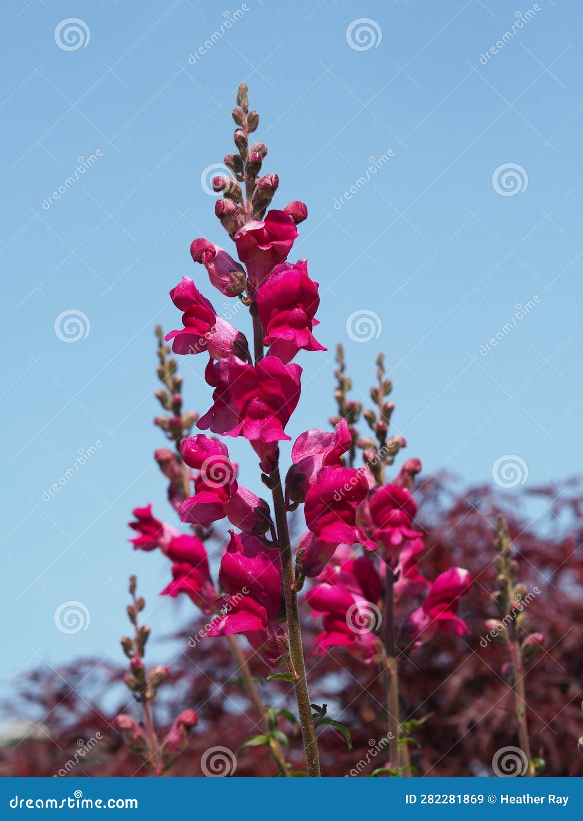 Pink Snapdragons stock image. Image of blossom, background - 282281869