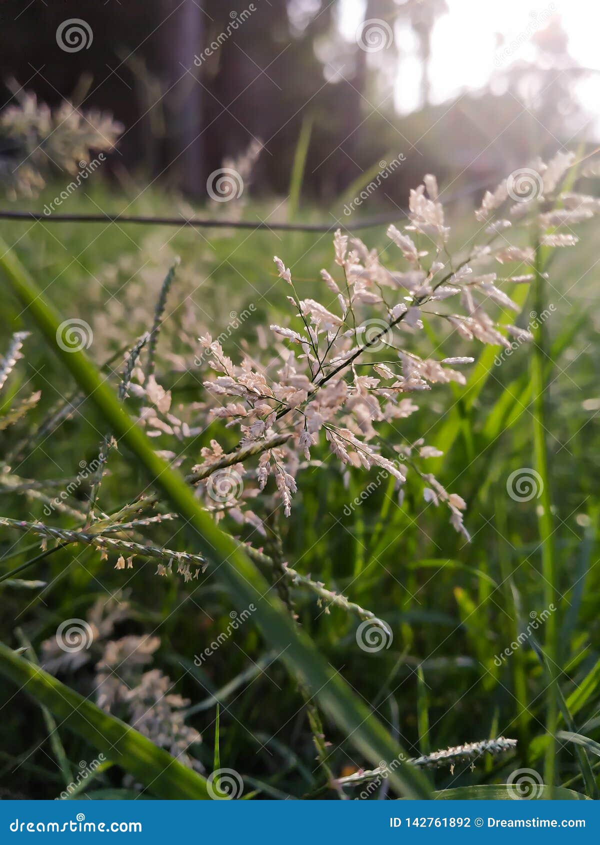 Pink Snowflake stock photo. Image of grass, snowflake - 142761892