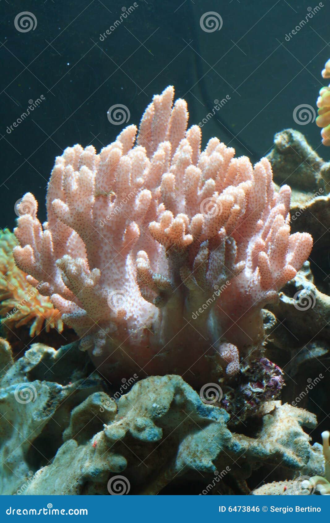 Pink soft coral underwater stock photo. Image of head - 6473846