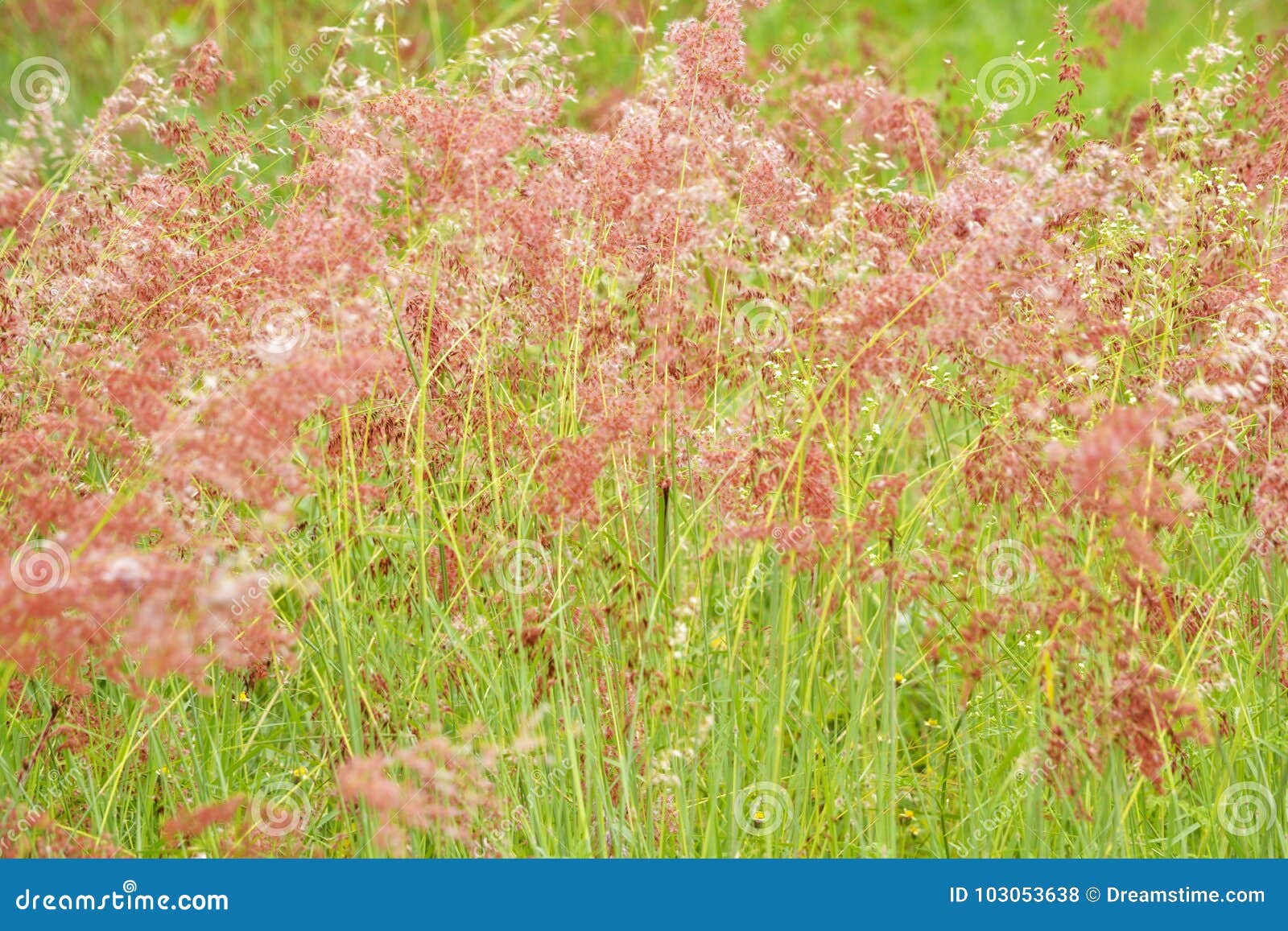 Pink Colourfull Soft Grass Background Stock Photos - Free & Royalty ...