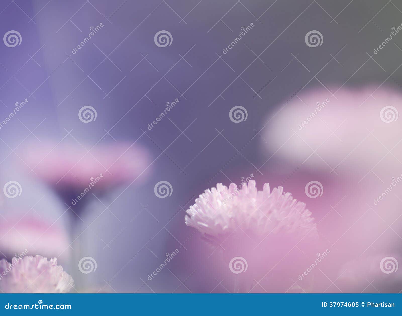 Pink Soft Light Nature Background Stock Image - Image of detail, fine ...