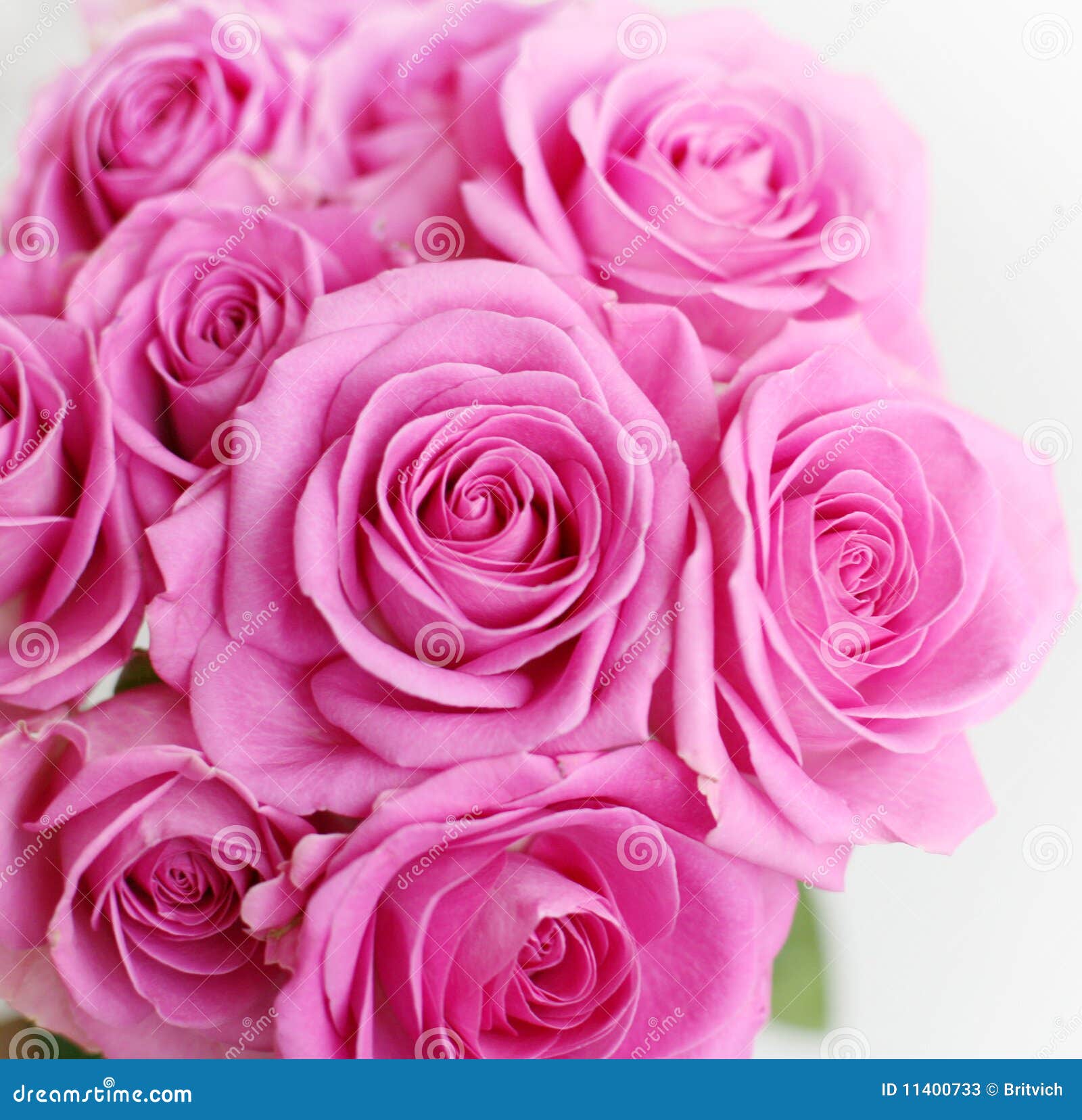 Pink soft roses stock image. Image of luxury, petals - 11400733