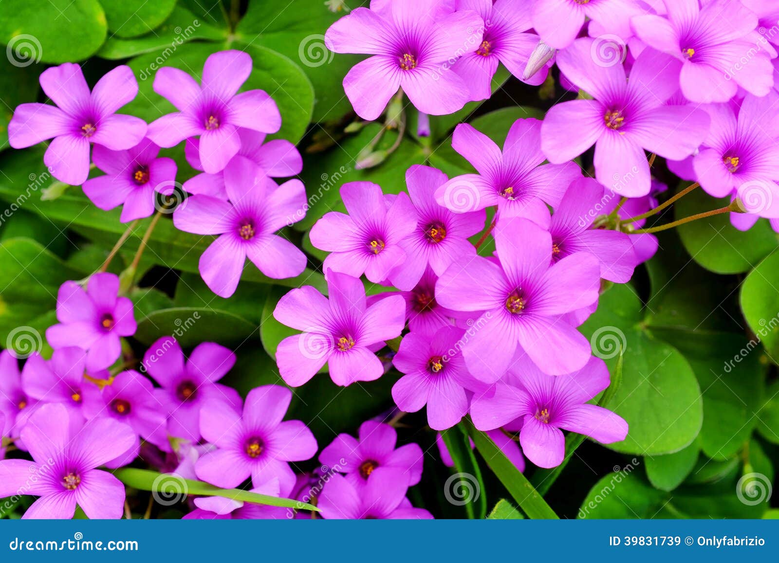 Pink sorrel stock image. Image of oxalis, pink, umbel - 39831739