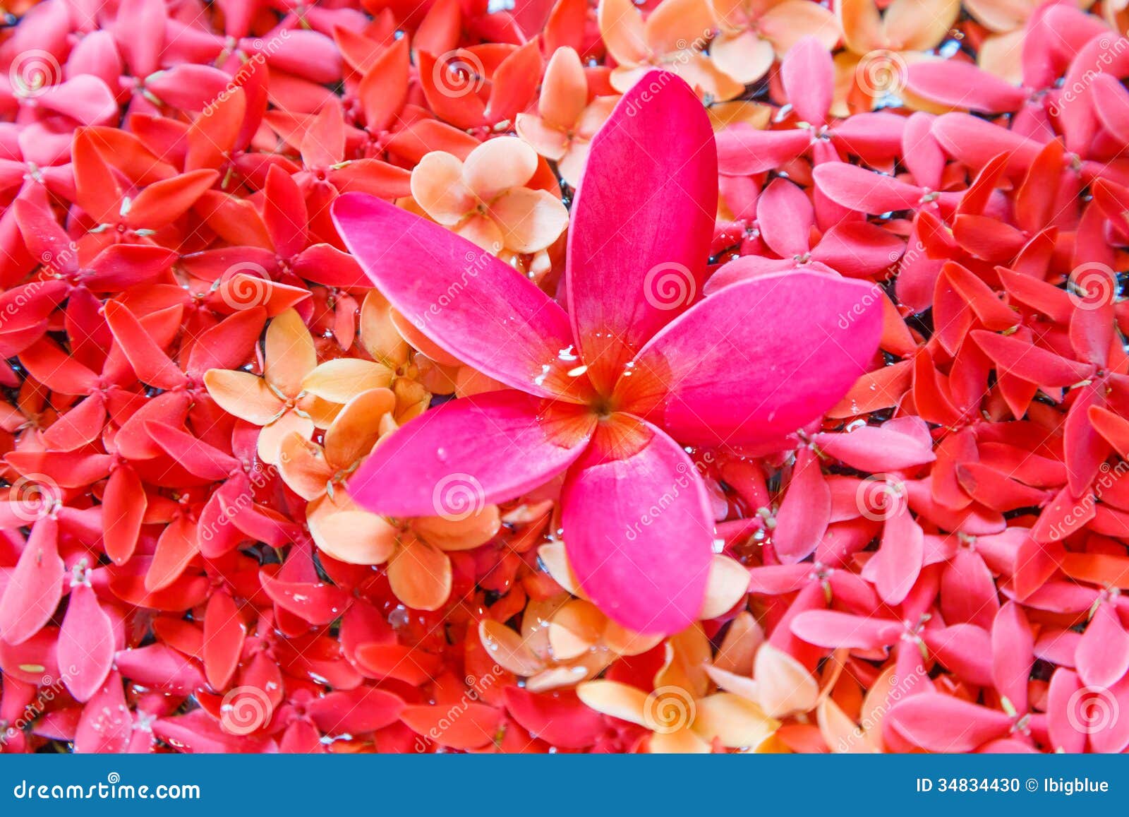 Pink Spa with Background Rad Flower Stock Photo - Image of handful ...