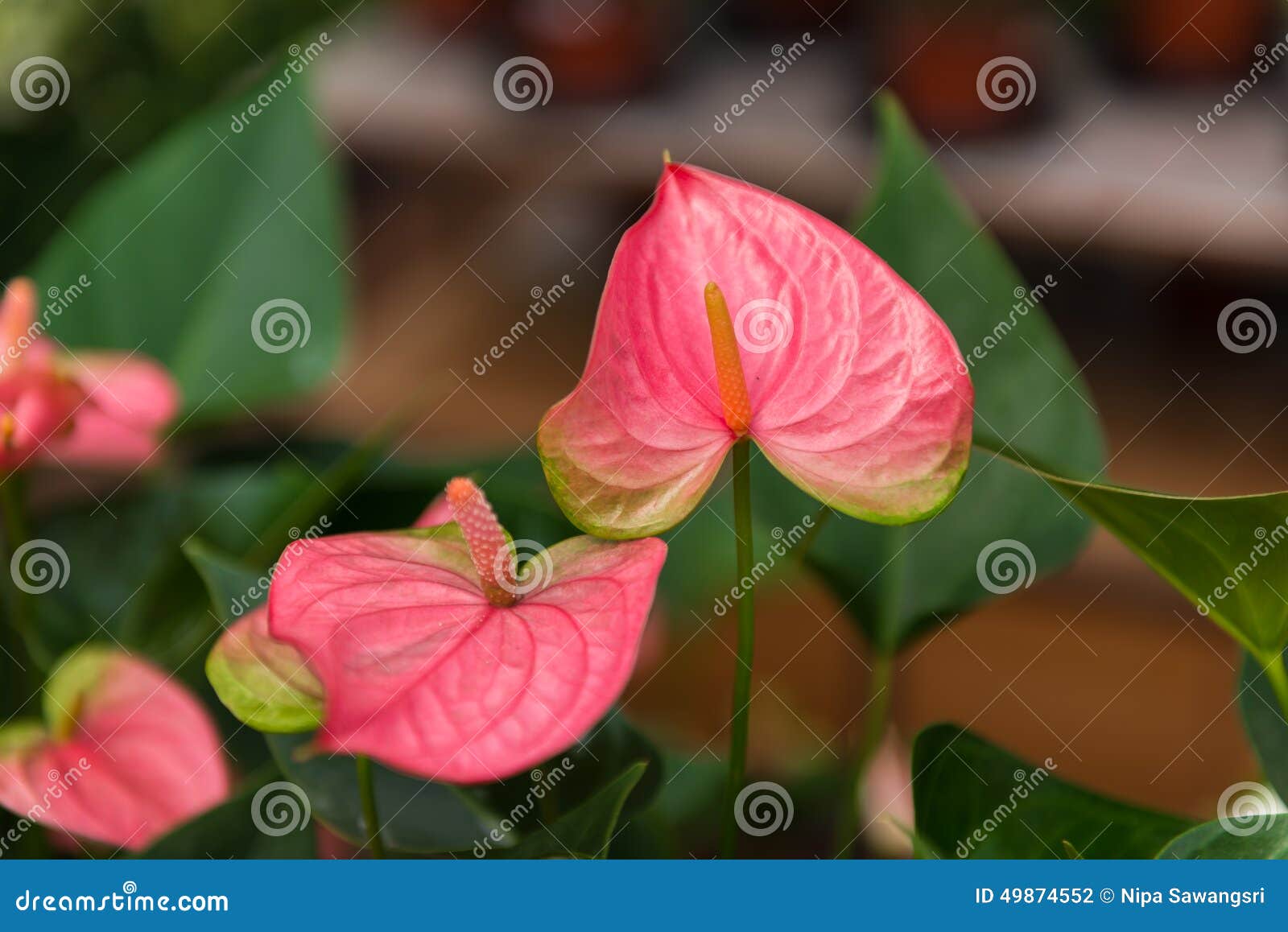 Pink Spadix Flower stock photo. Image of flower, green - 49874552