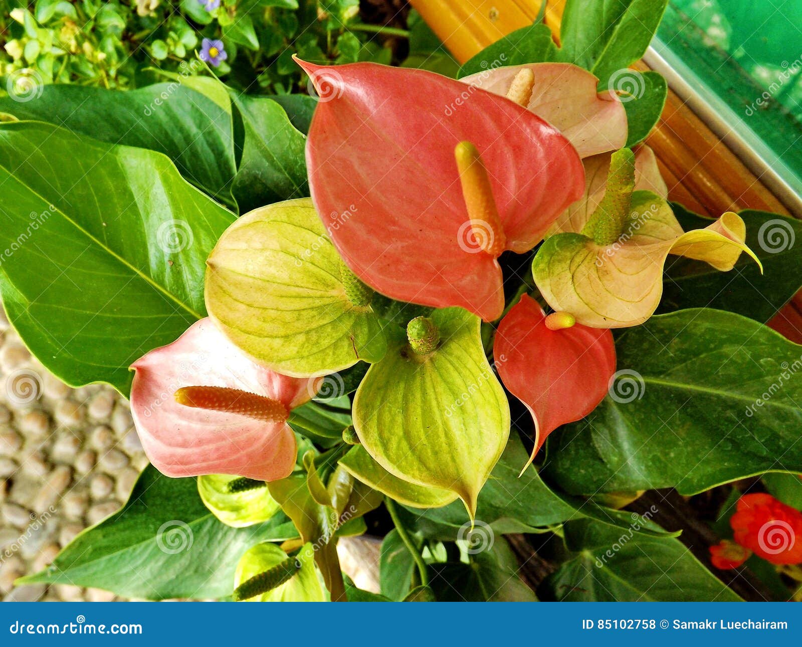 Pink Spadix Flower Stock Photos - Royalty Free Pictures