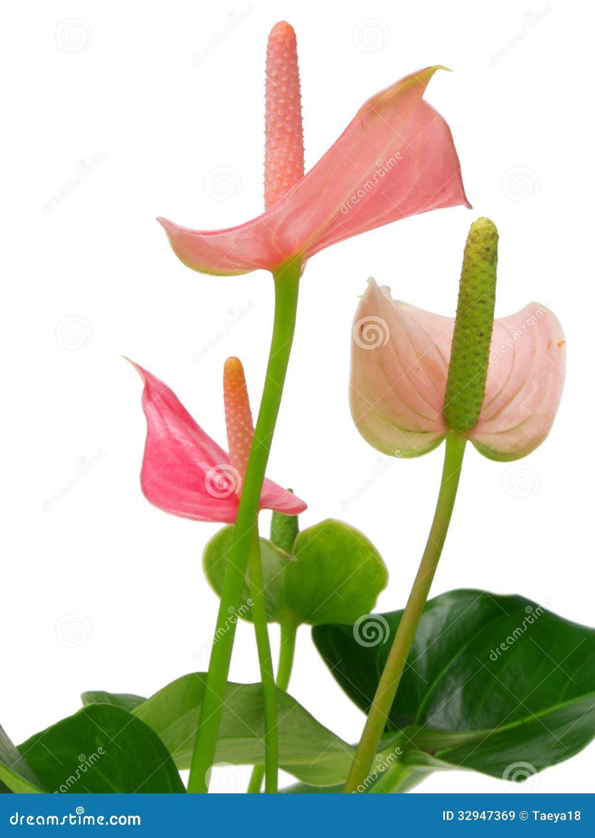 Pink spadix flower stock image. Image of closeup, white - 32947369