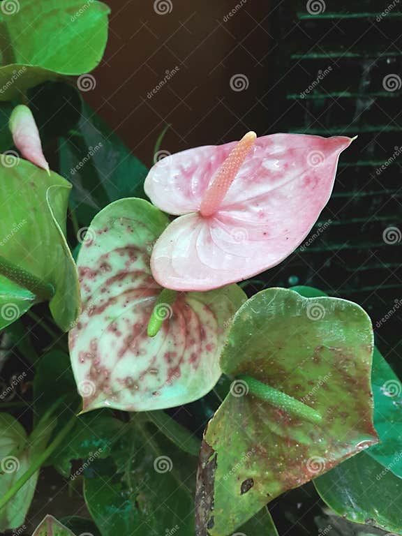 Pink Spadix stock image. Image of flower, spadix, nature - 76265325
