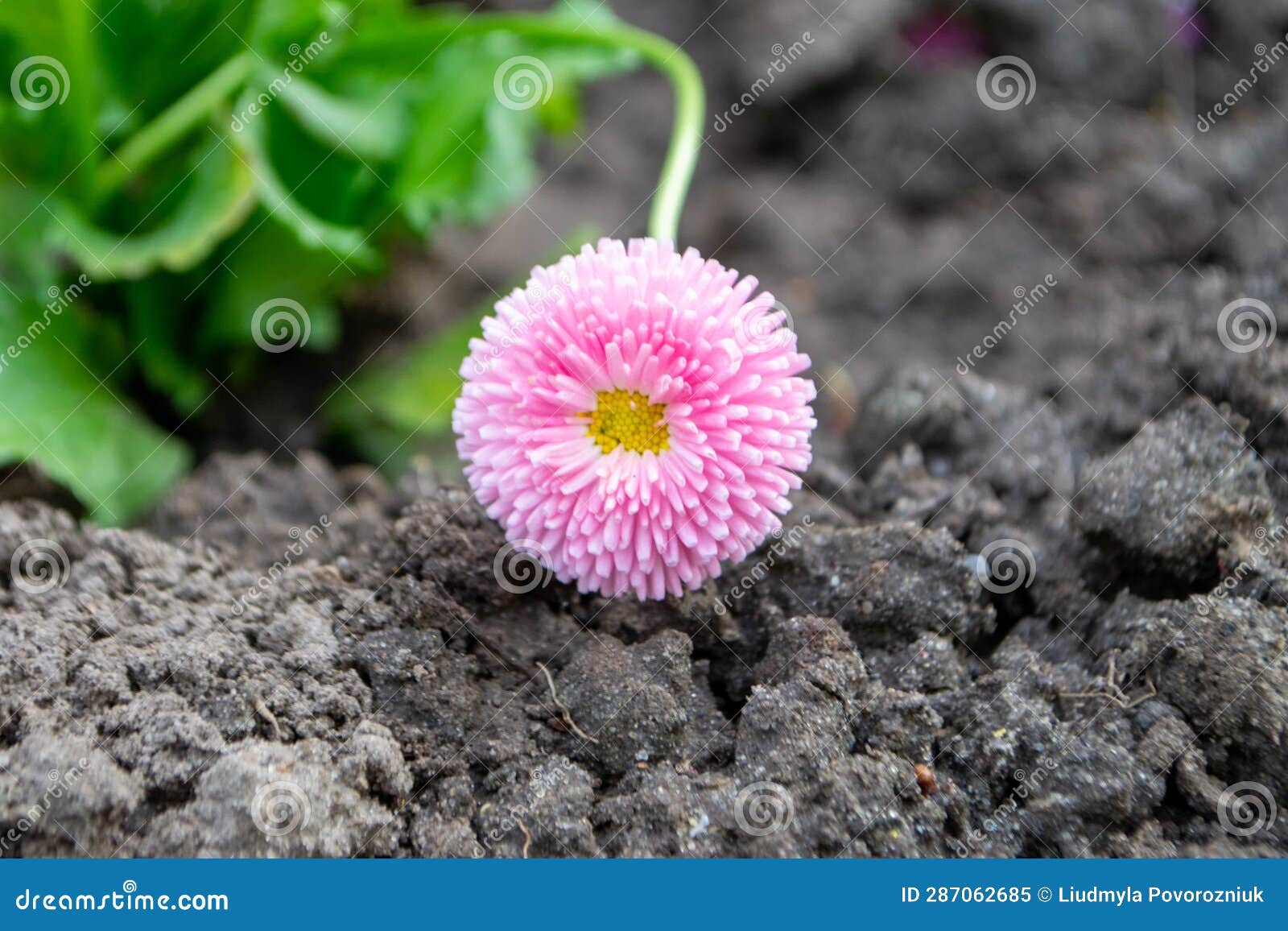Pink Spherical Flower on the Ground Stock Image - Image of plant ...