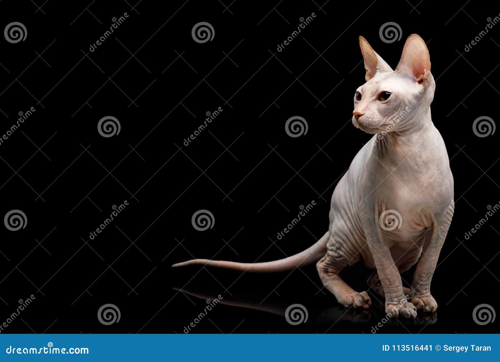 Pink Sphynx Cat Isolated on Black Background Stock Image - Image of ...