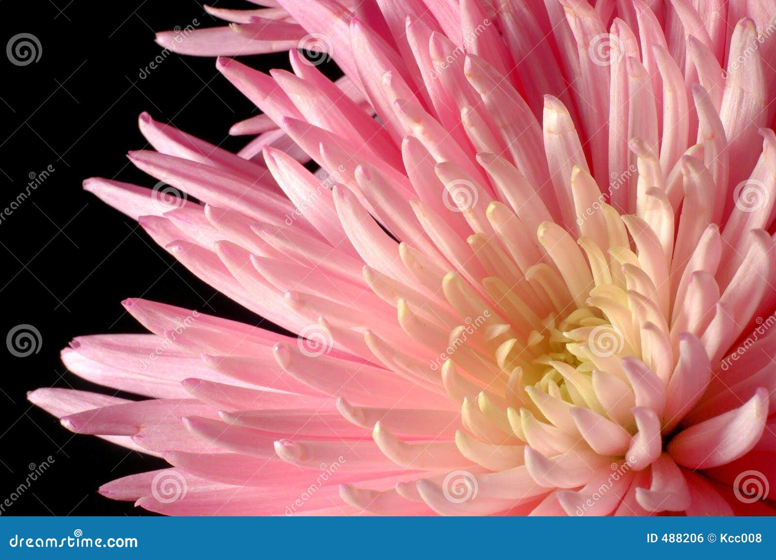 Hot Pink Spider Plant Stock Photography | CartoonDealer.com #30415514