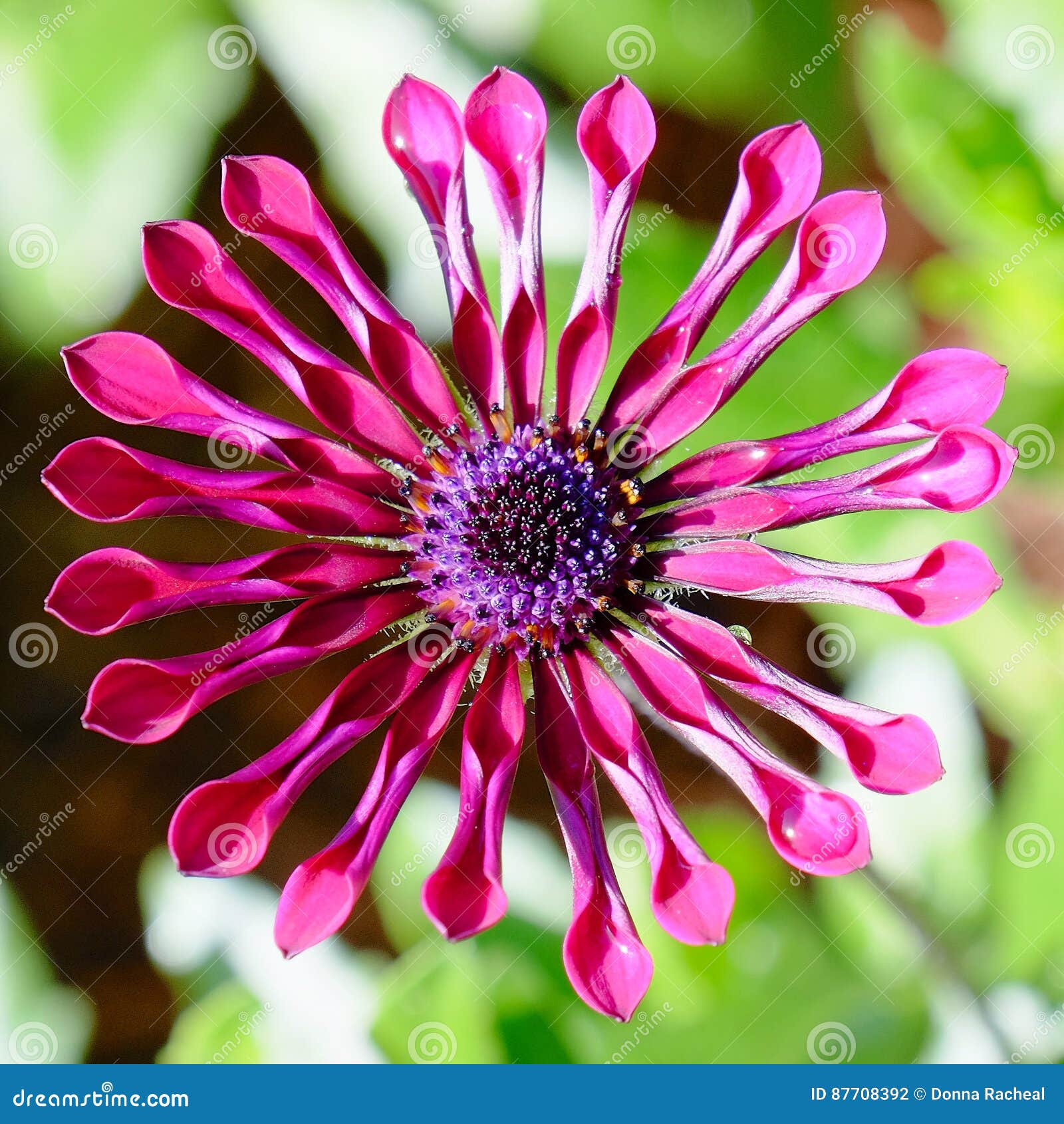 Pink spider daisy flower stock photo. Image of buds, spider - 87708392