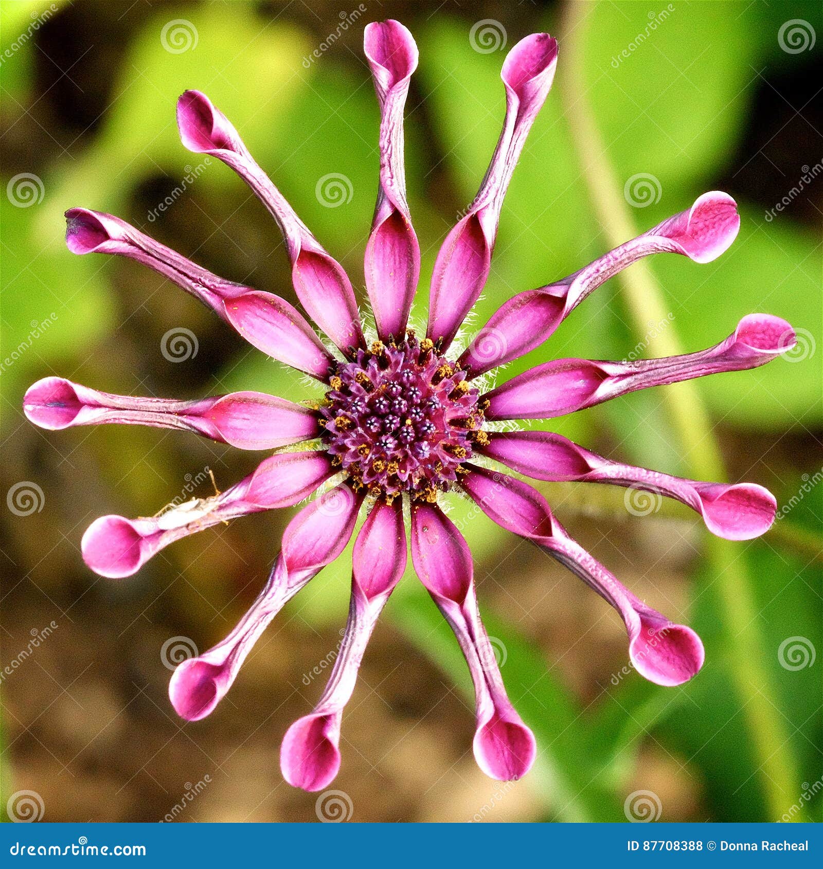 Pink spider daisy flower stock photo. Image of mauve - 87708388