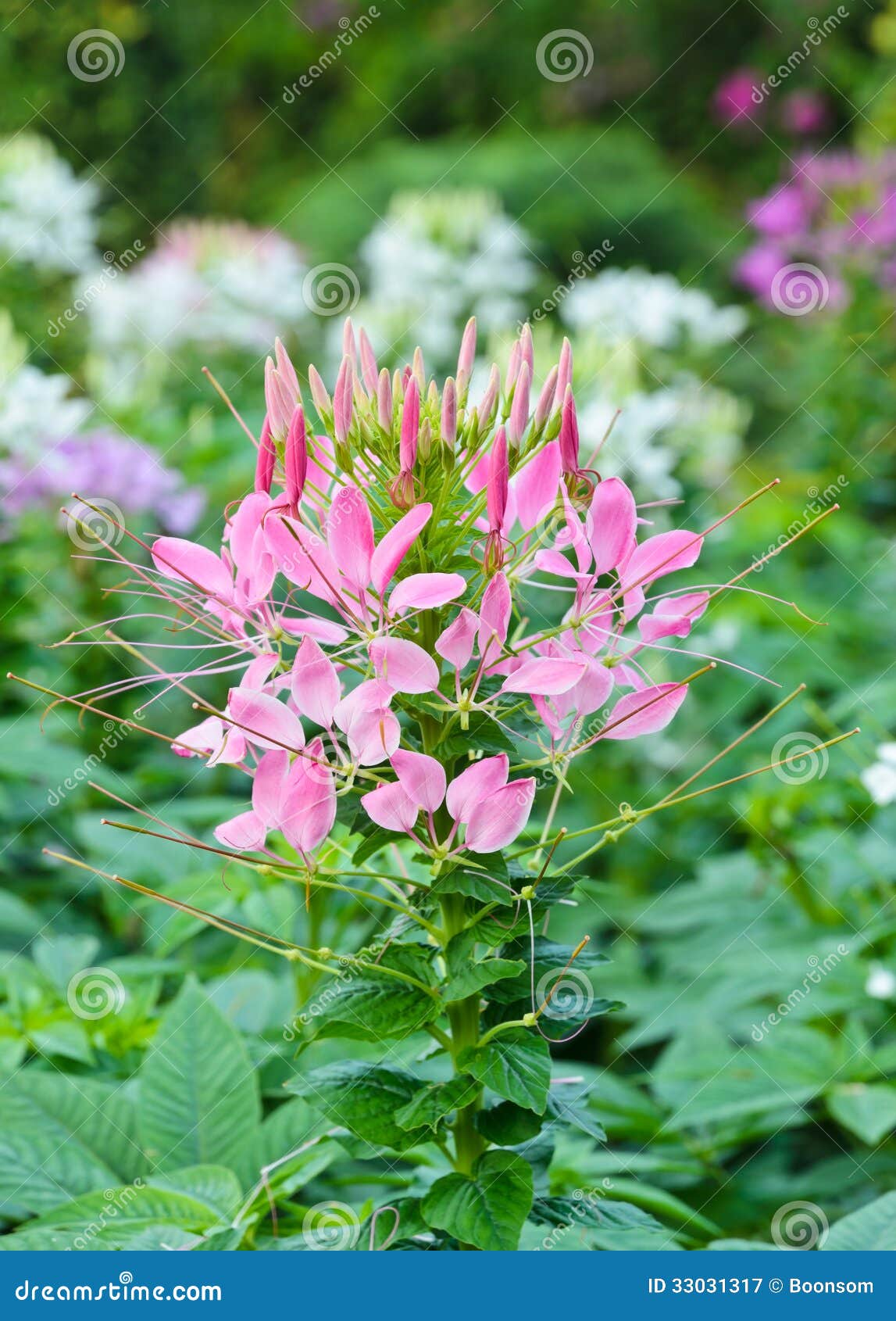 Hot Pink Spider Plant Stock Photography | CartoonDealer.com #30415514