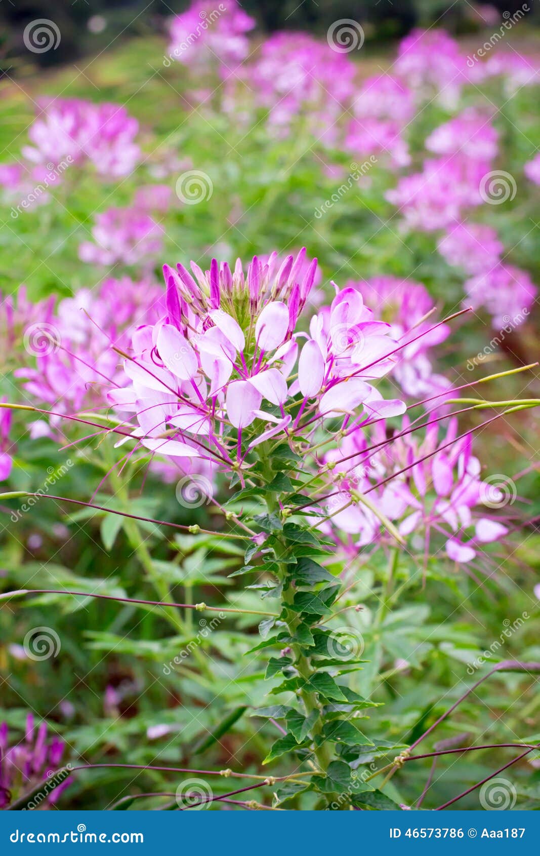 Pink Spider flower stock photo. Image of floral, park - 46573786