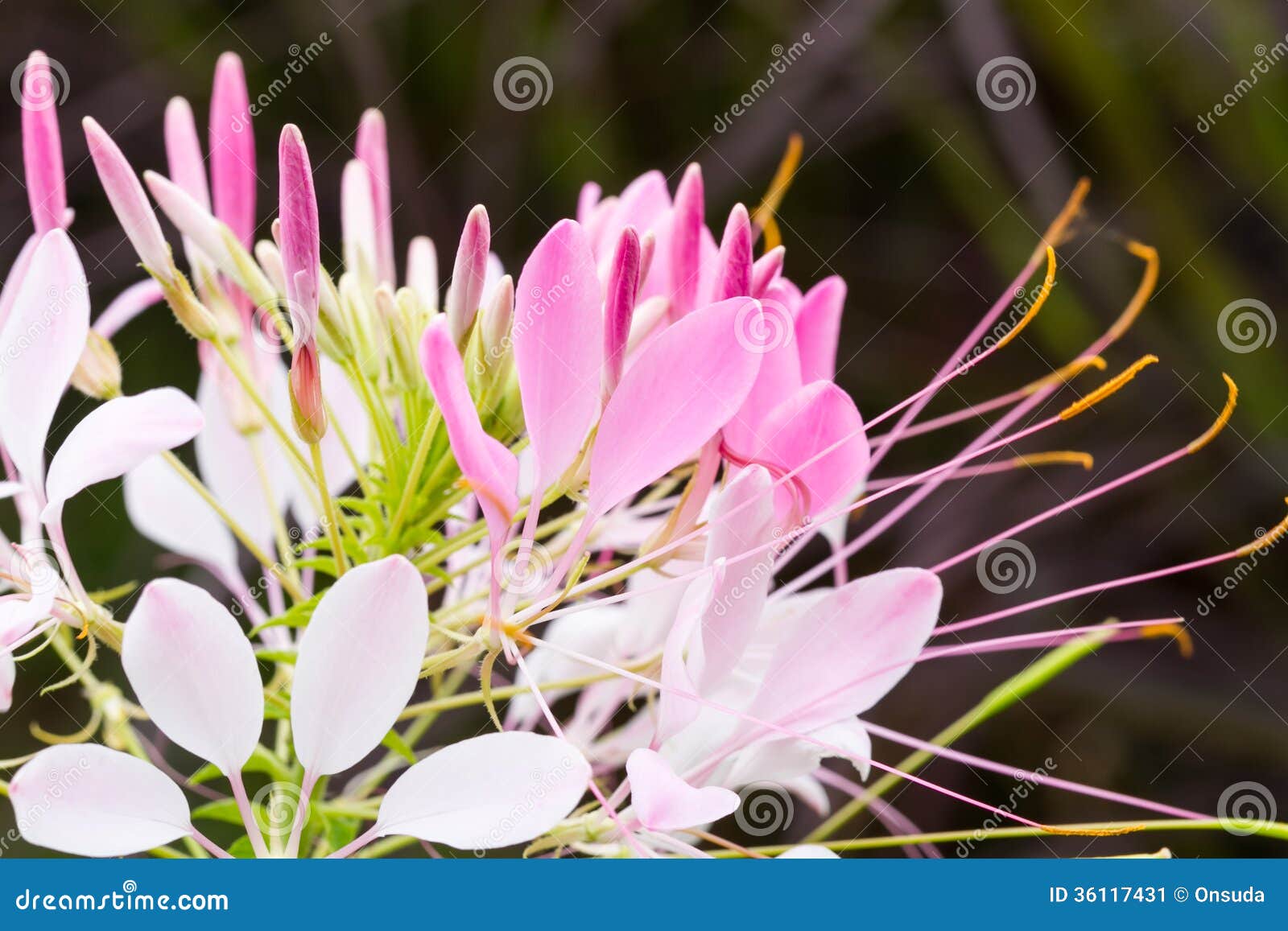Pink spider flower stock image. Image of spiderplant - 36117431