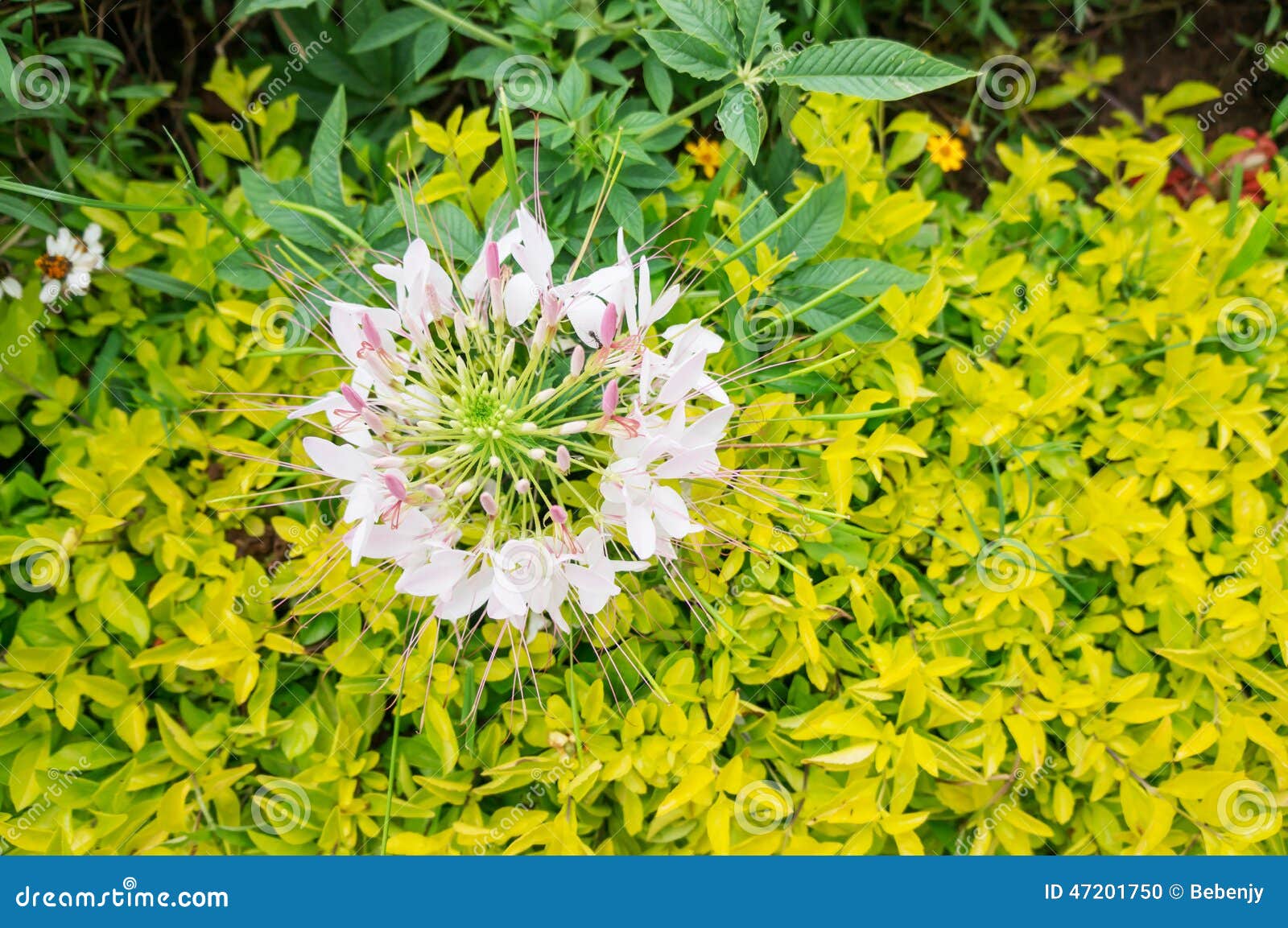 Pink Spider Flower stock photo. Image of beautiful, outdoor - 47201750