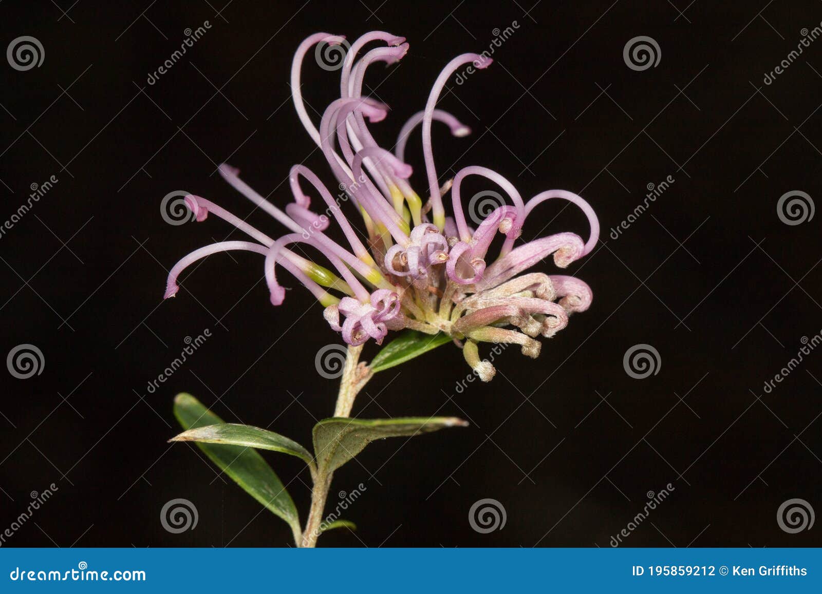 Pink Spider Flower stock photo. Image of pink, sericea - 195859212