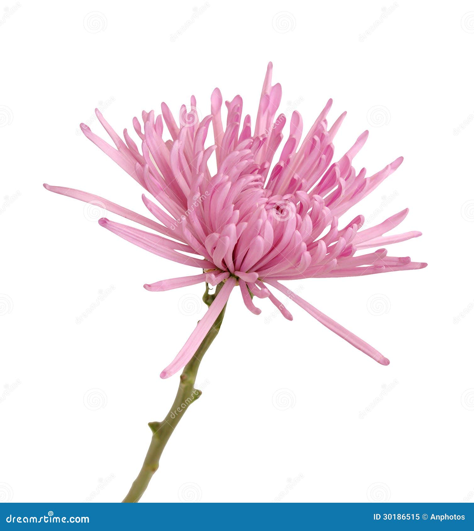 Hot Pink Spider Plant Stock Photography | CartoonDealer.com #30415514