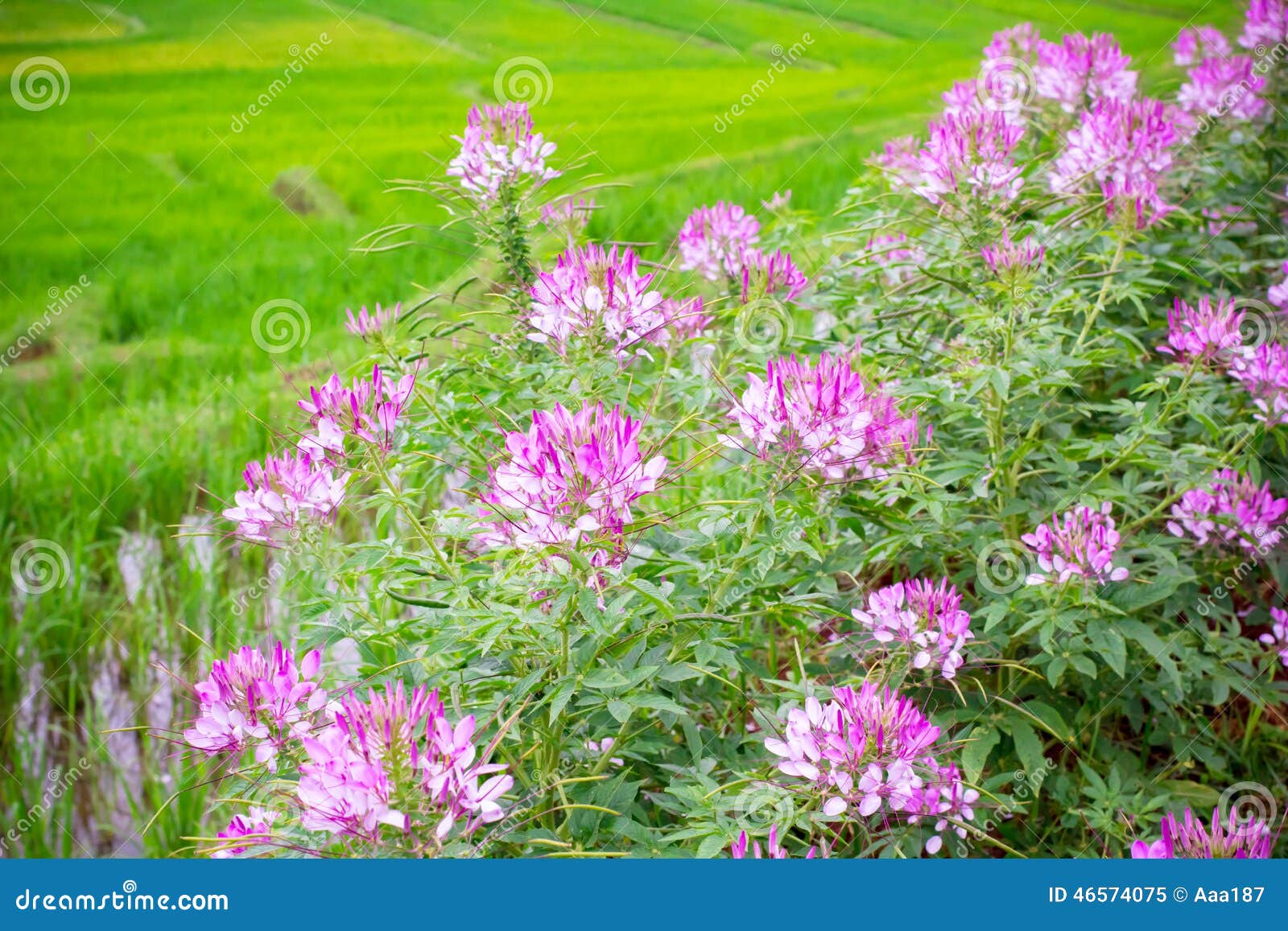 Pink Spiderflower stock image. Image of natural, bloom - 46574075