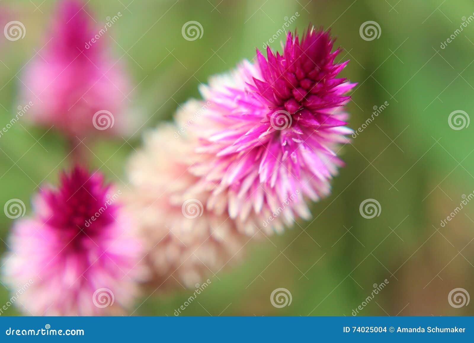 Pink spikes stock photo. Image of beautiful, spikes, pink - 74025004
