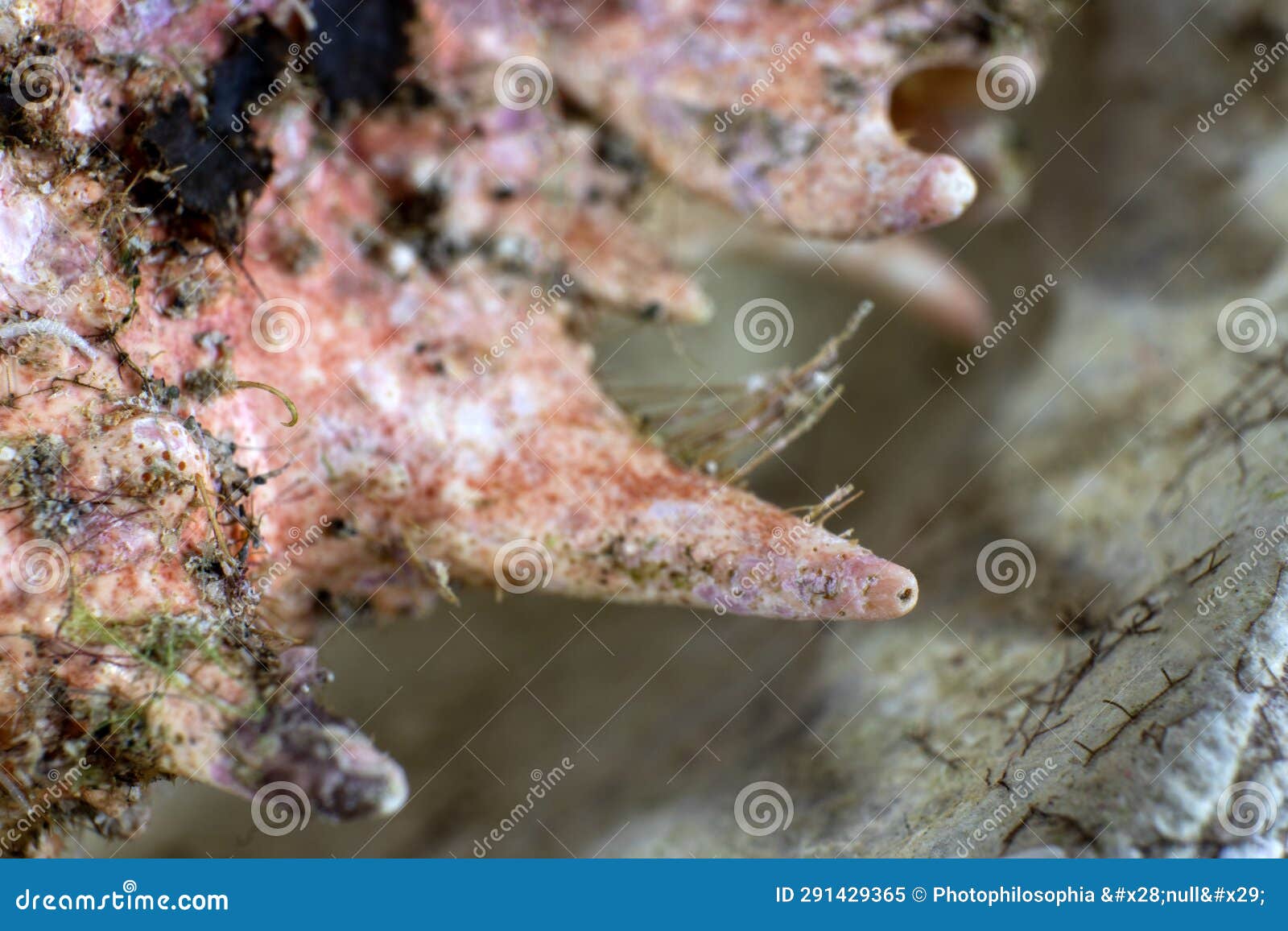 Pink Spiky Sea Creature Spines, Macro. Stock Image - Image of close ...