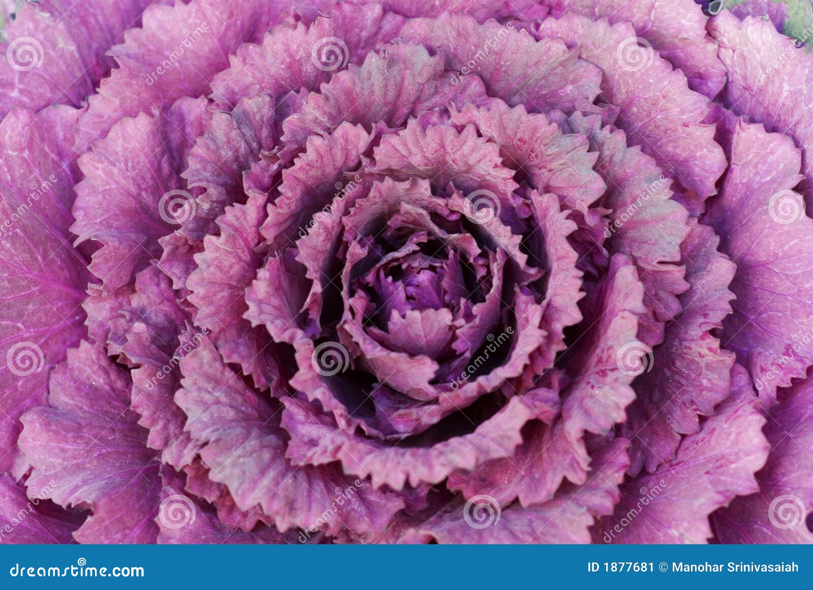 Pink Spiral Flower stock image. Image of growth, prosper - 1877681