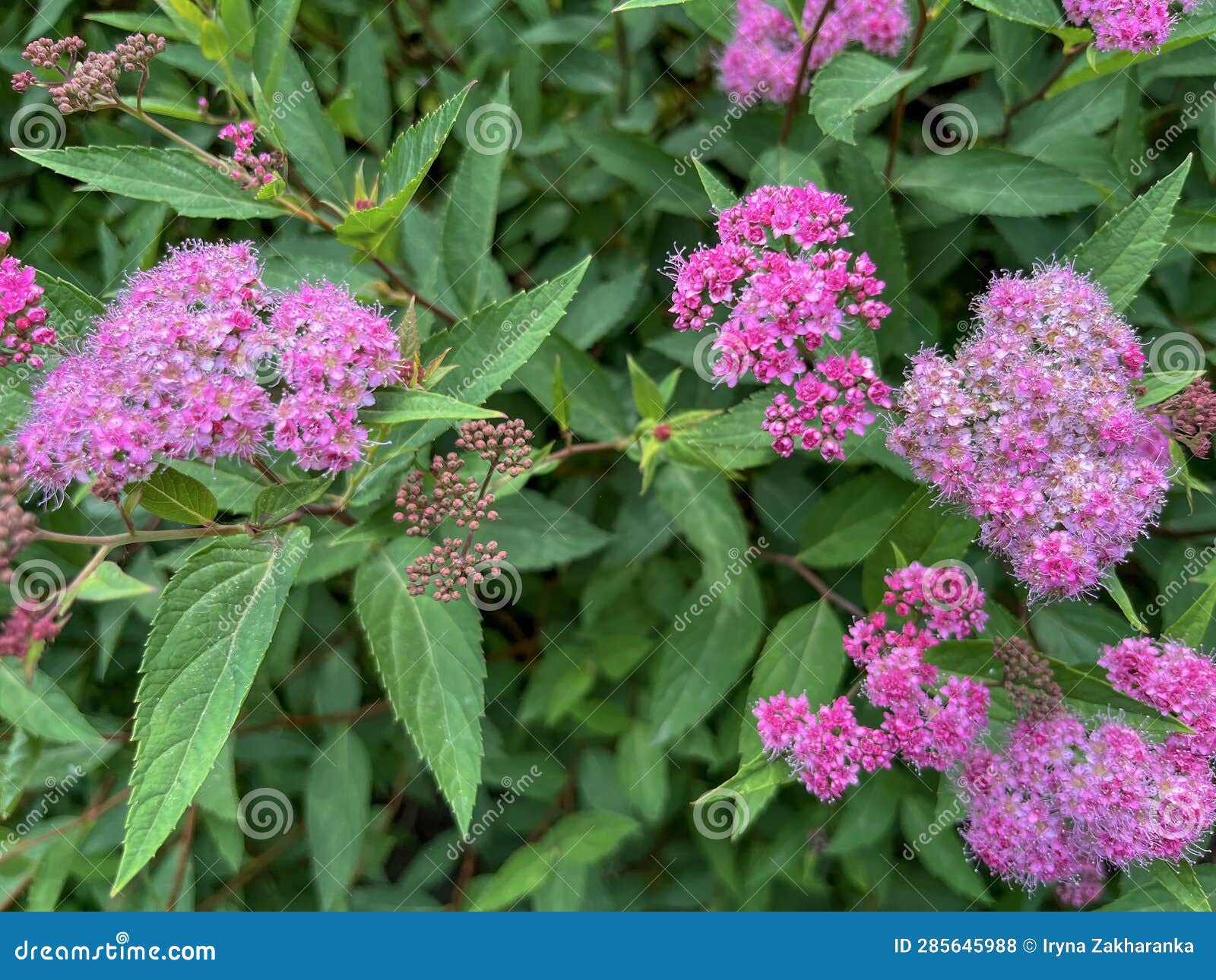 Pink Spirea Blooms in the Park in Summer Stock Photo - Image of natural ...