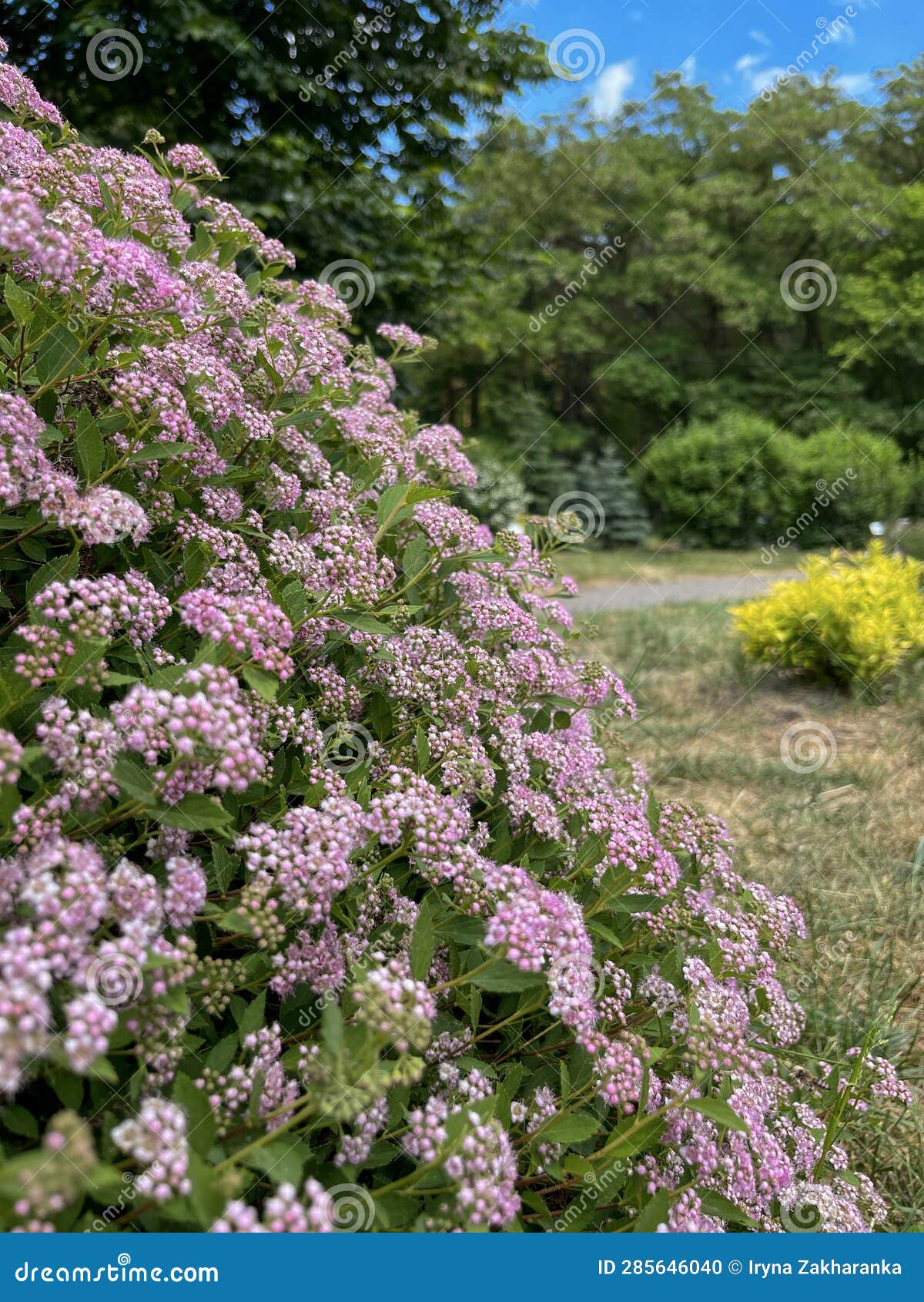 Pink Spirea Blooms in the Park in Summer Stock Photo - Image of spring ...