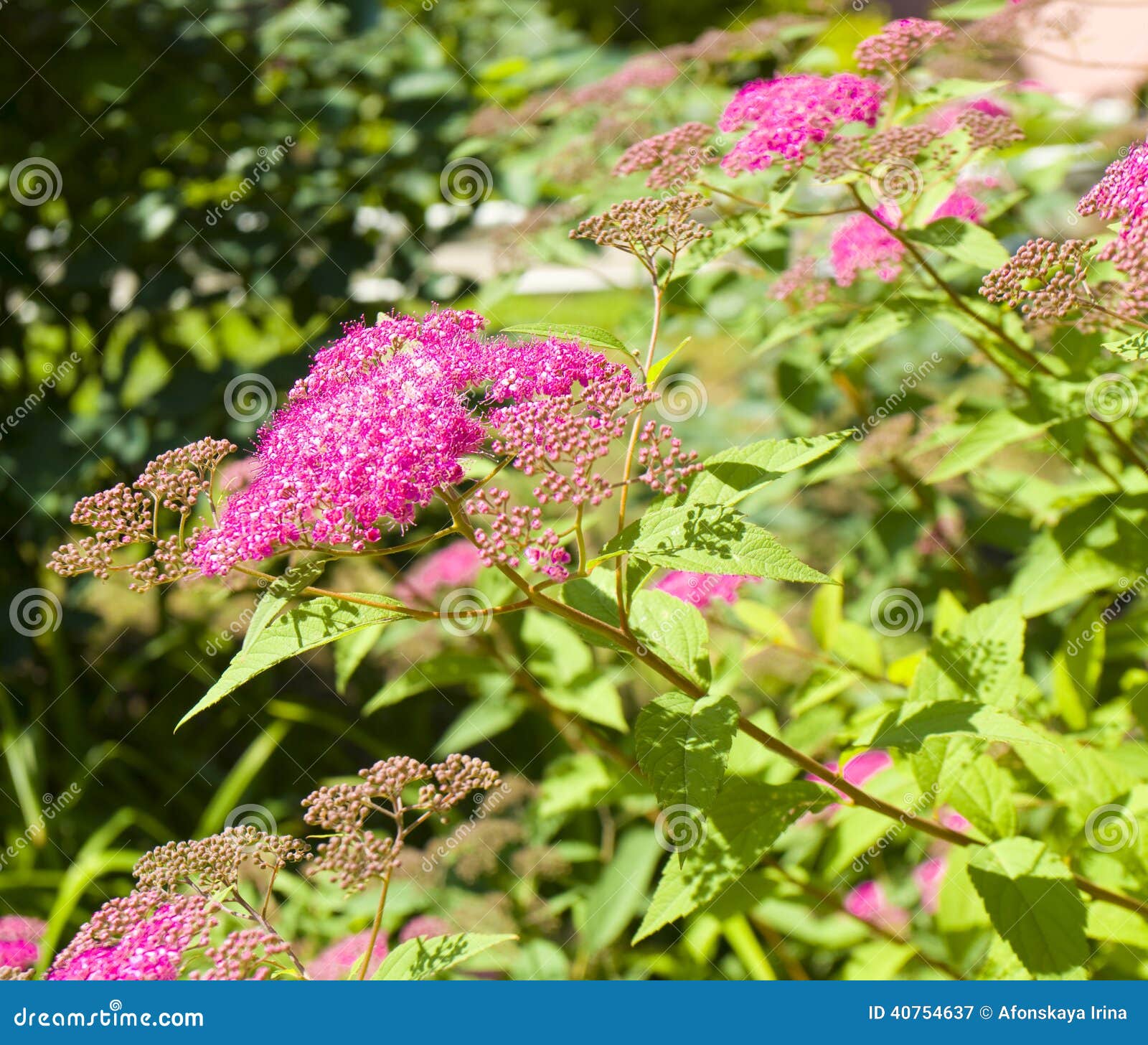 Pink spirea stock image. Image of nature, spirea, flowering - 40754637