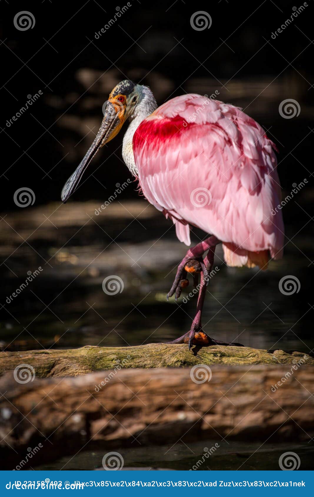 Pink Spoon Bird on the Branch in Zoo Stock Image - Image of ajaja ...