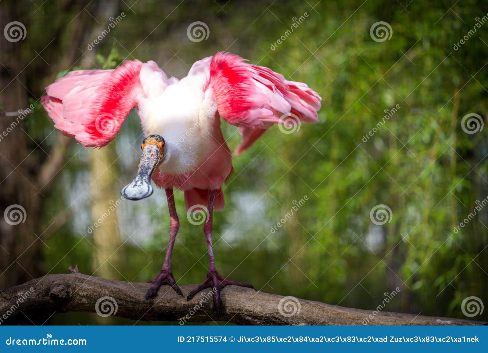 Pink Spoon Bird on the Branch in Zoo Prague Stock Photo - Image of ...