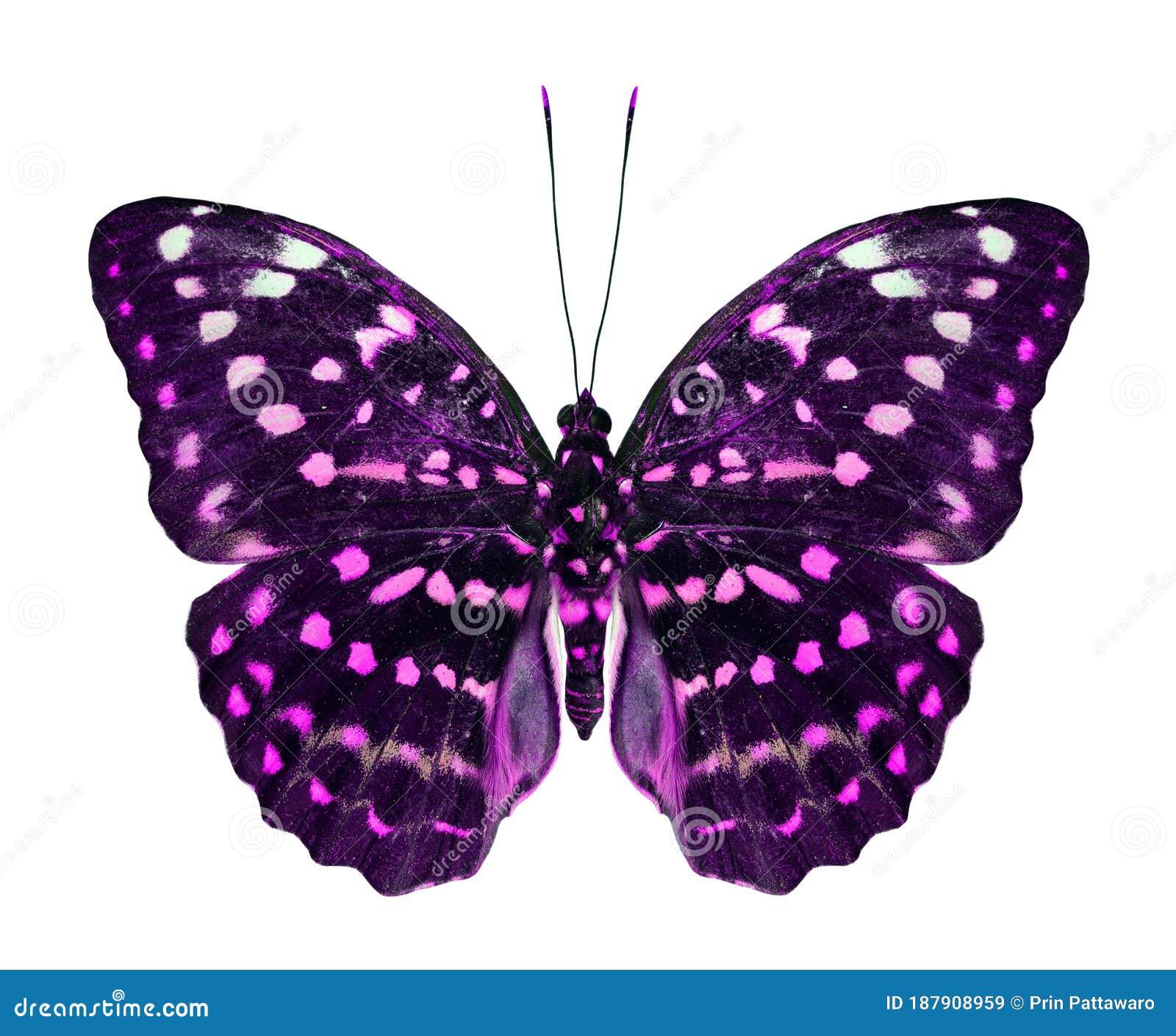 Pink Spot Butterfly Isolated on White Background Stock Image - Image of ...