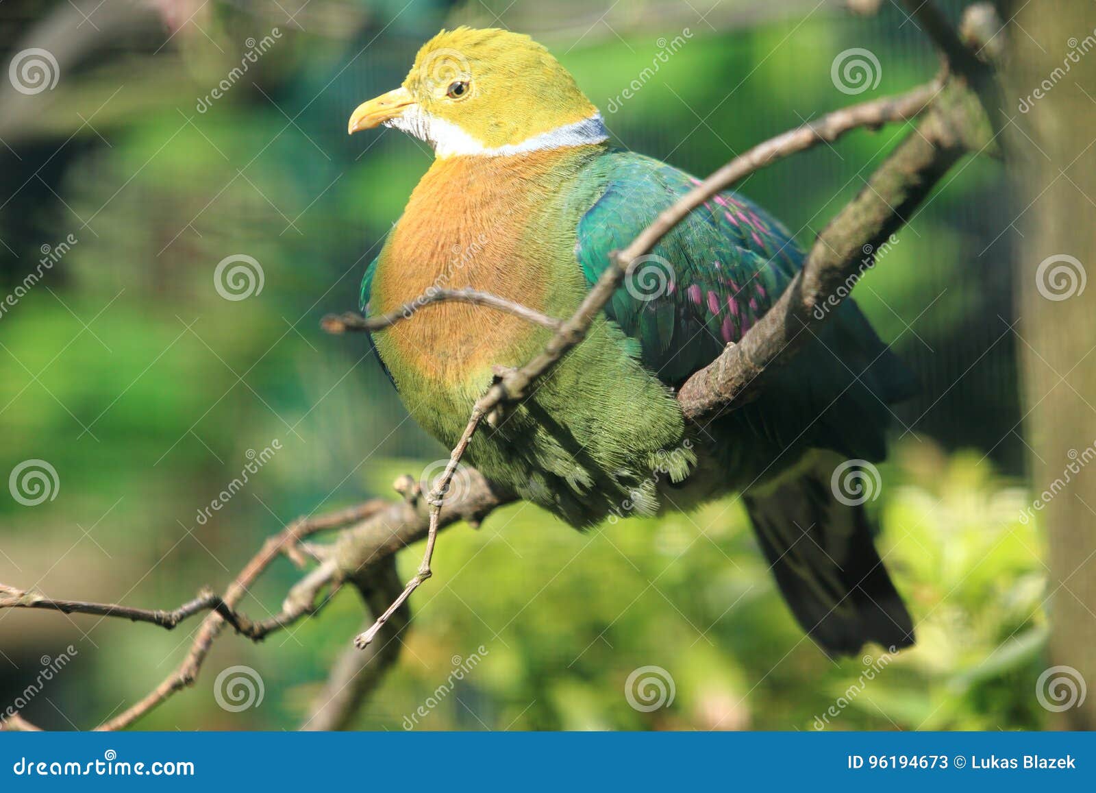 Pink-spotted fruit dove stock image. Image of animal - 96194673
