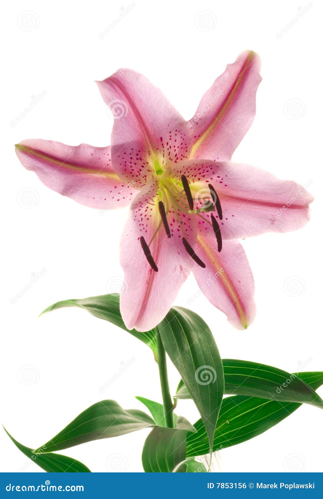 Pink Spotted Lily on White stock photo. Image of light - 7853156