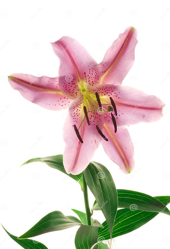 Pink Spotted Lily on White stock photo. Image of light - 7853156